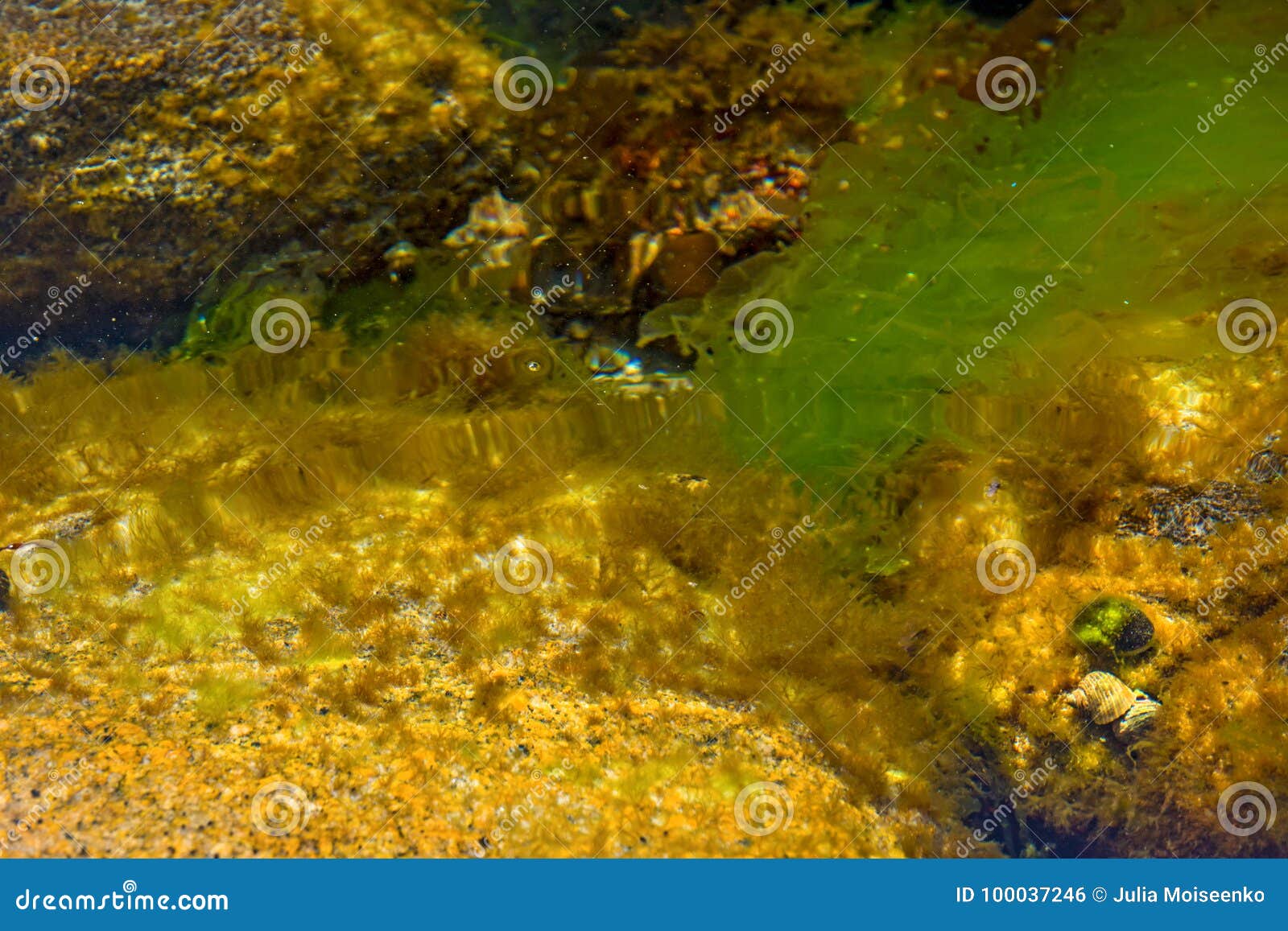 Pitfalls and Shells Covered with Algae, Small Shells. in the Clean Sea ...
