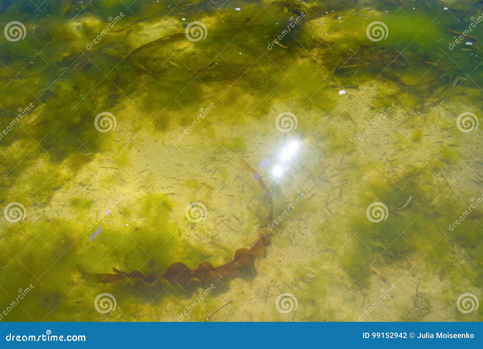 Pitfalls and Shells Covered with Algae, Small Shells. in the Clean Sea ...