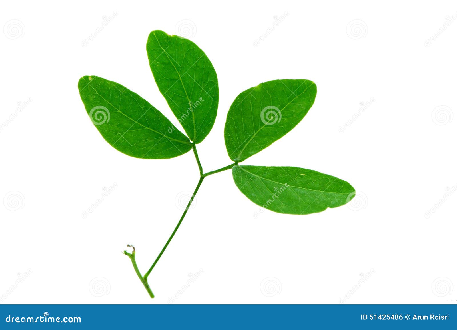 (Pithecellobium Dulce (Roxb.) Benth.), Leaf Form and Texture Stock ...