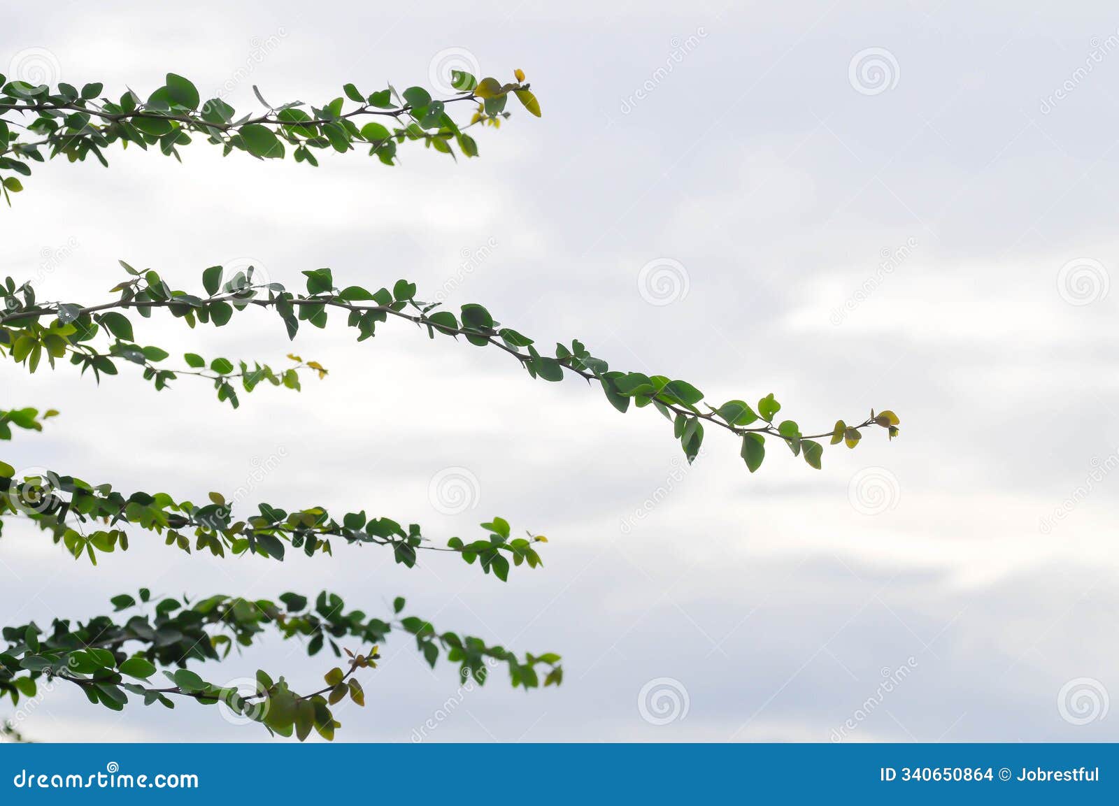 Pithecellobium Dulce Also Known As Manila Tamarind, Camachile ...