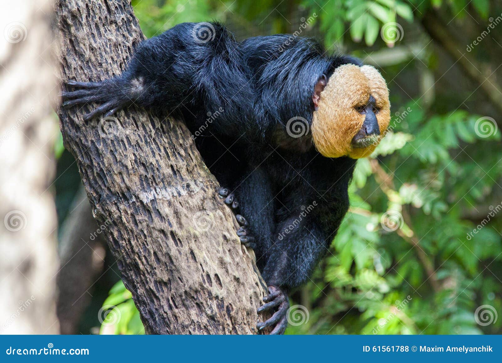 Pitheciidae, White-faced Saki Stock Photo - Image of pitheciidae ...