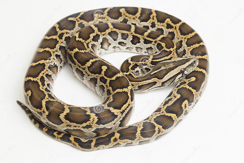 Pithon Python Python Molurus Bivittatus Aislado Sobre Fondo Blanco ...