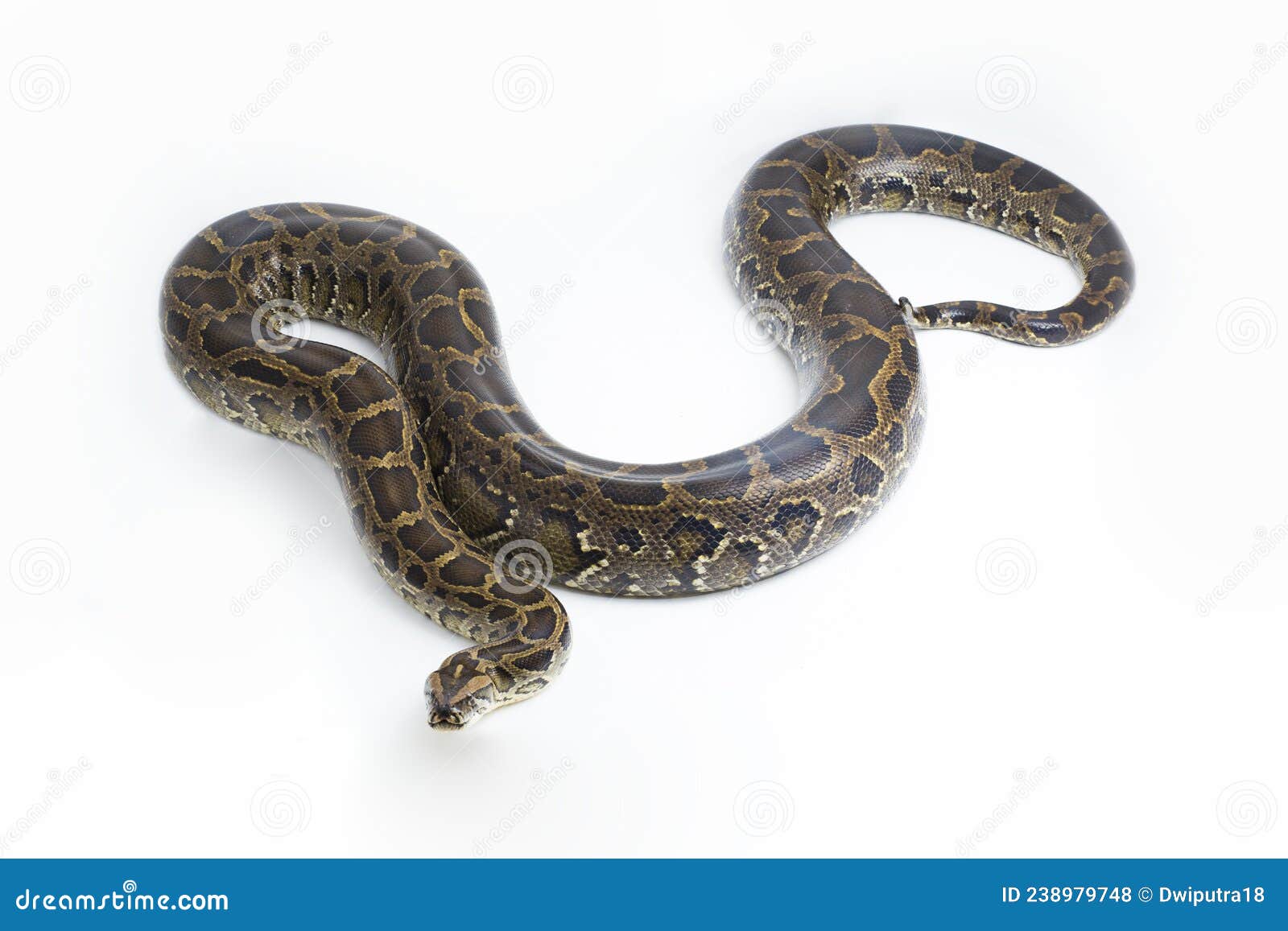 Pithon Python Python Molurus Bivittatus Sobre Fondo Blanco Foto de ...