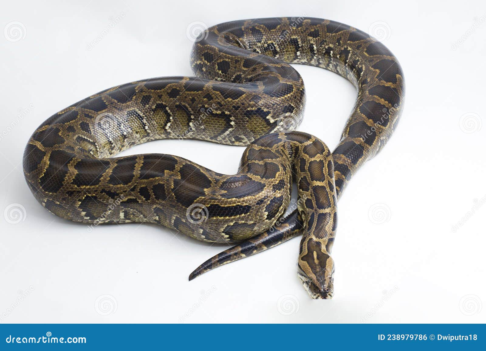 Pithon Python Python Molurus Bivittatus Sobre Fondo Blanco Foto de ...