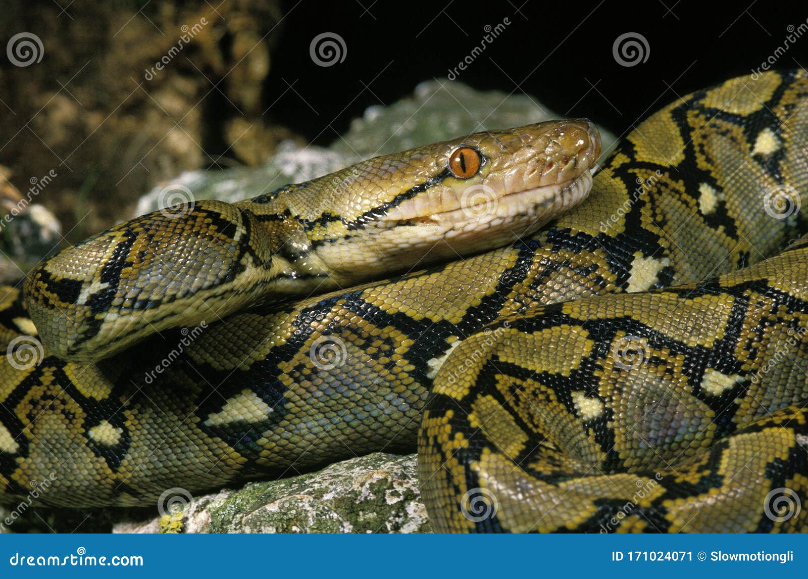 PITHON RETICULE Python Reticulatus Imagen de archivo - Imagen de ...