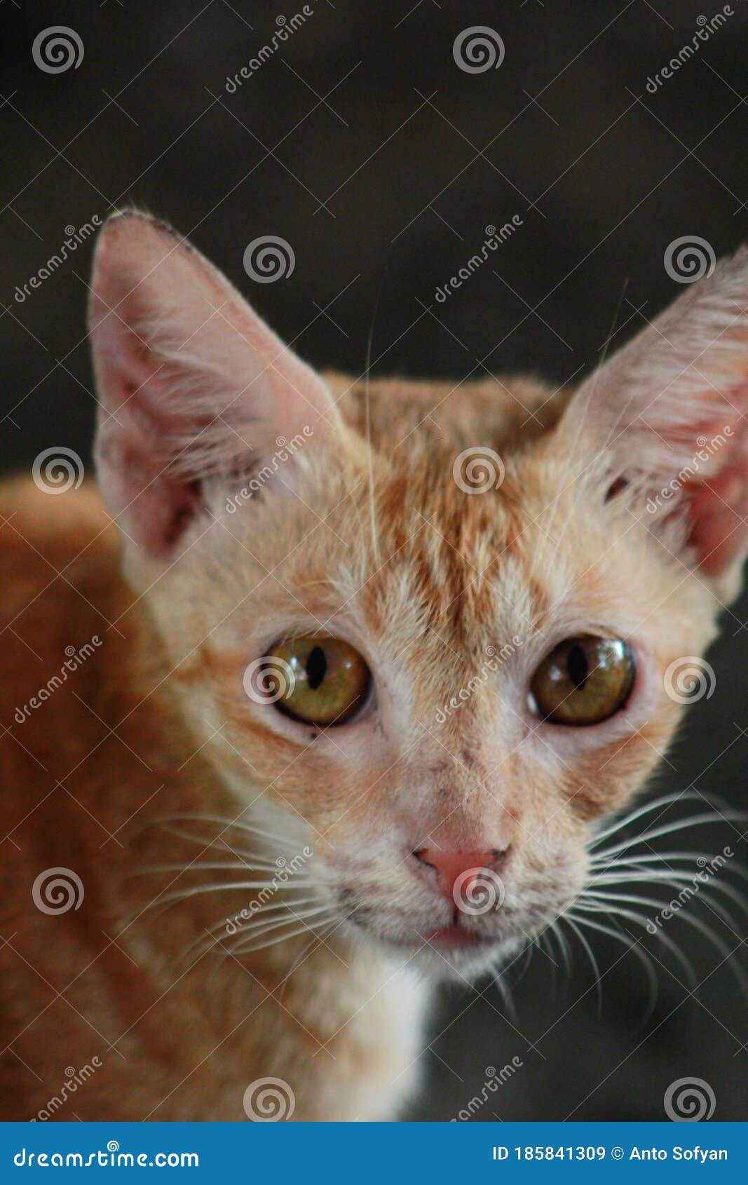 A pitiful cat face stock image. Image of skin, face - 185841309