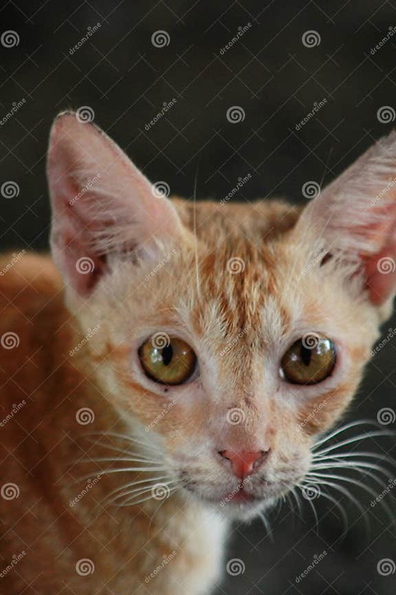 A pitiful cat face stock image. Image of skin, face - 185841309