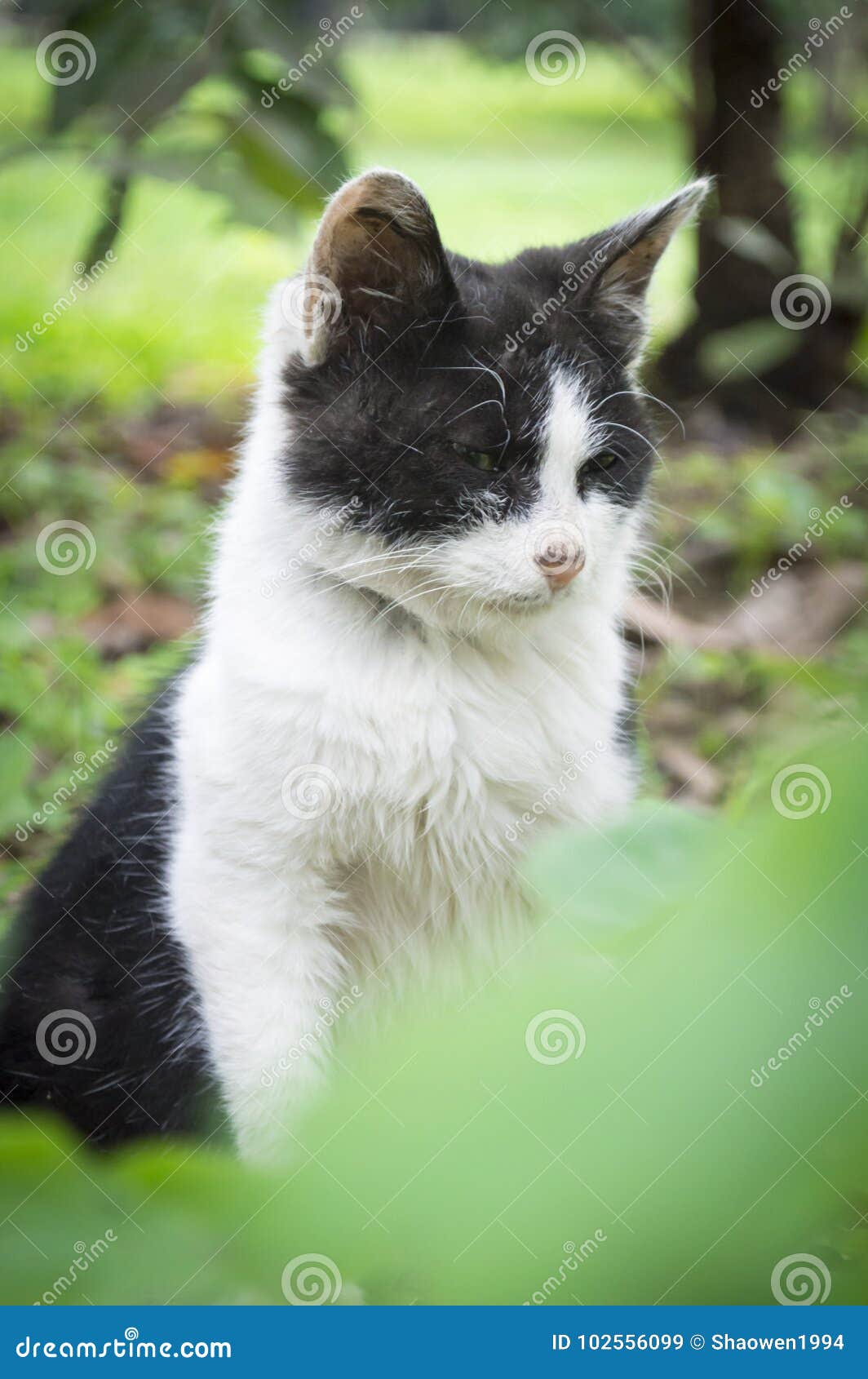 Pitiful homeless kitten stock image. Image of sleeping - 102556099