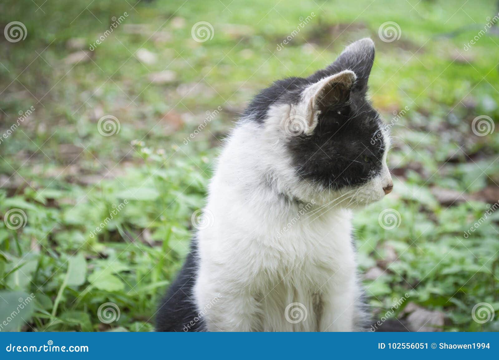 Pitiful lonely kitten stock image. Image of help, lonely - 102556051