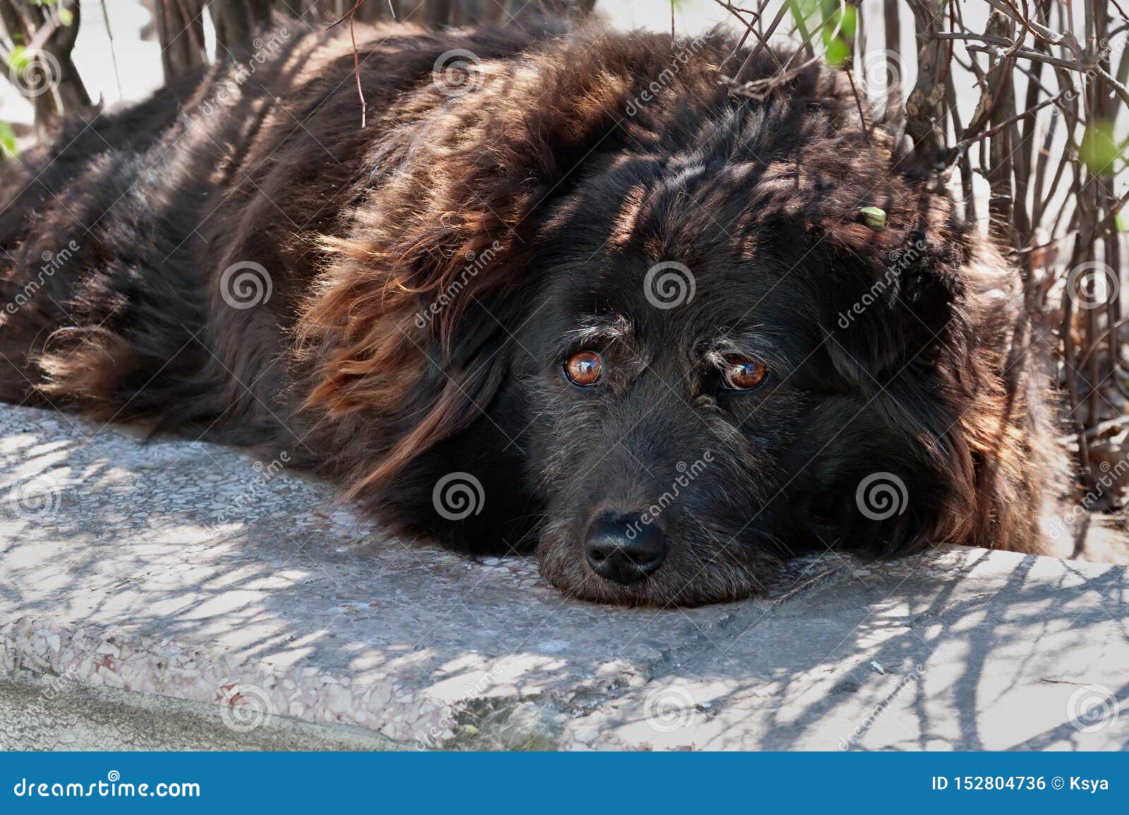 Pitiful Sad Free Ranging Dog Stock Photo - Image of building, beggar ...