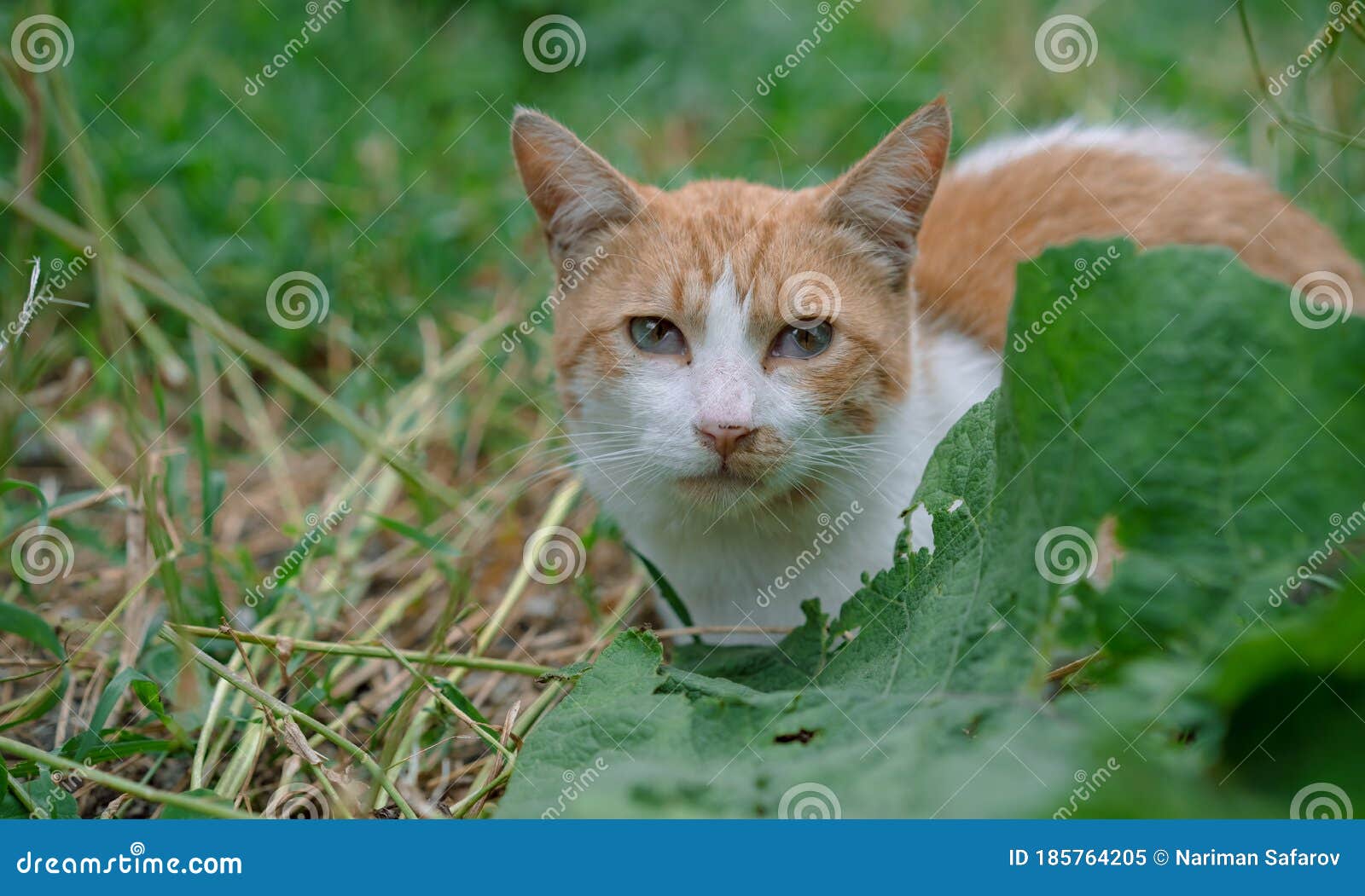 Pitiful Stare of a Stray Cat Stock Image - Image of close, mammal ...