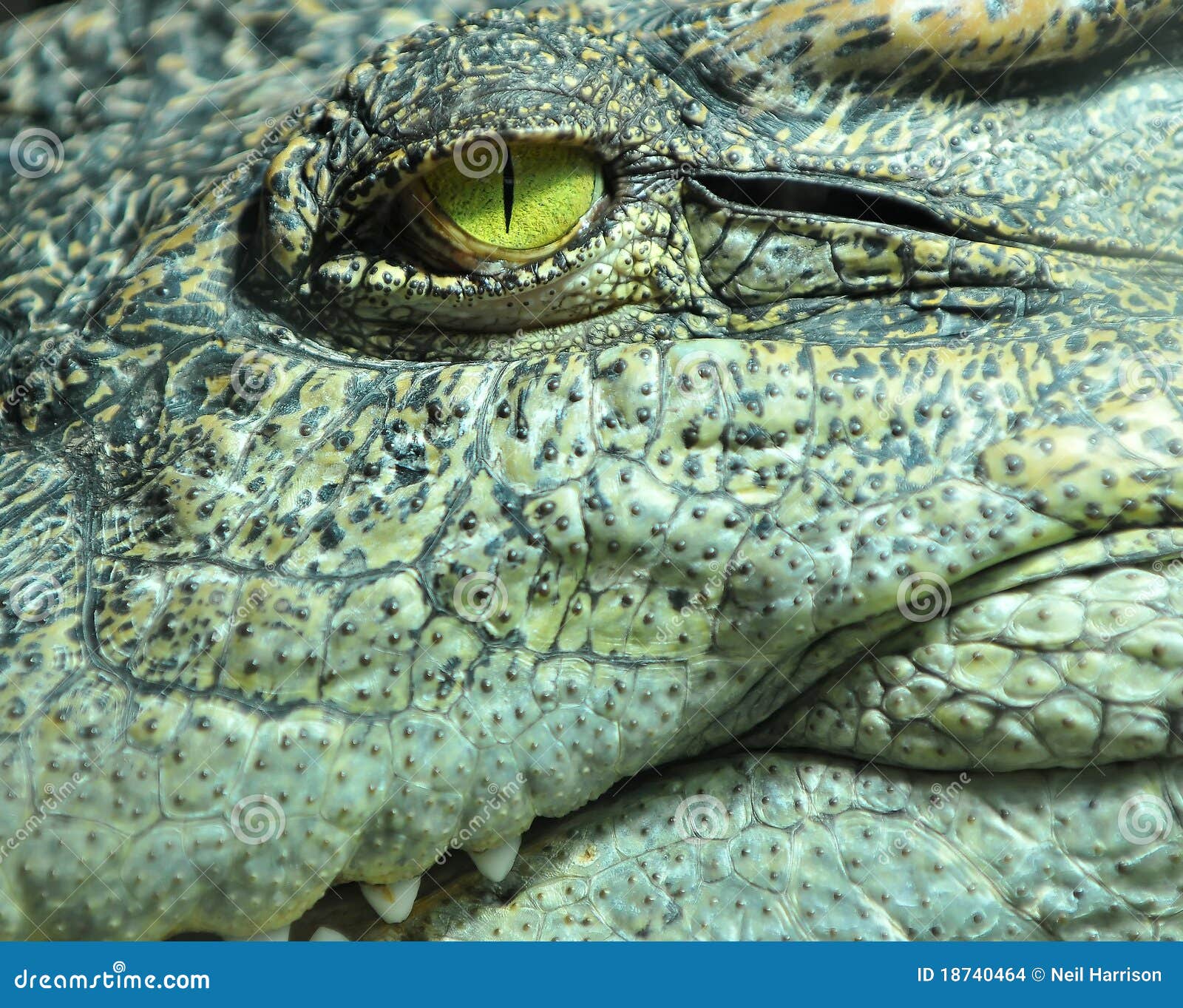 Pitiless stock photo. Image of teeth, cold, pitiless - 18740464