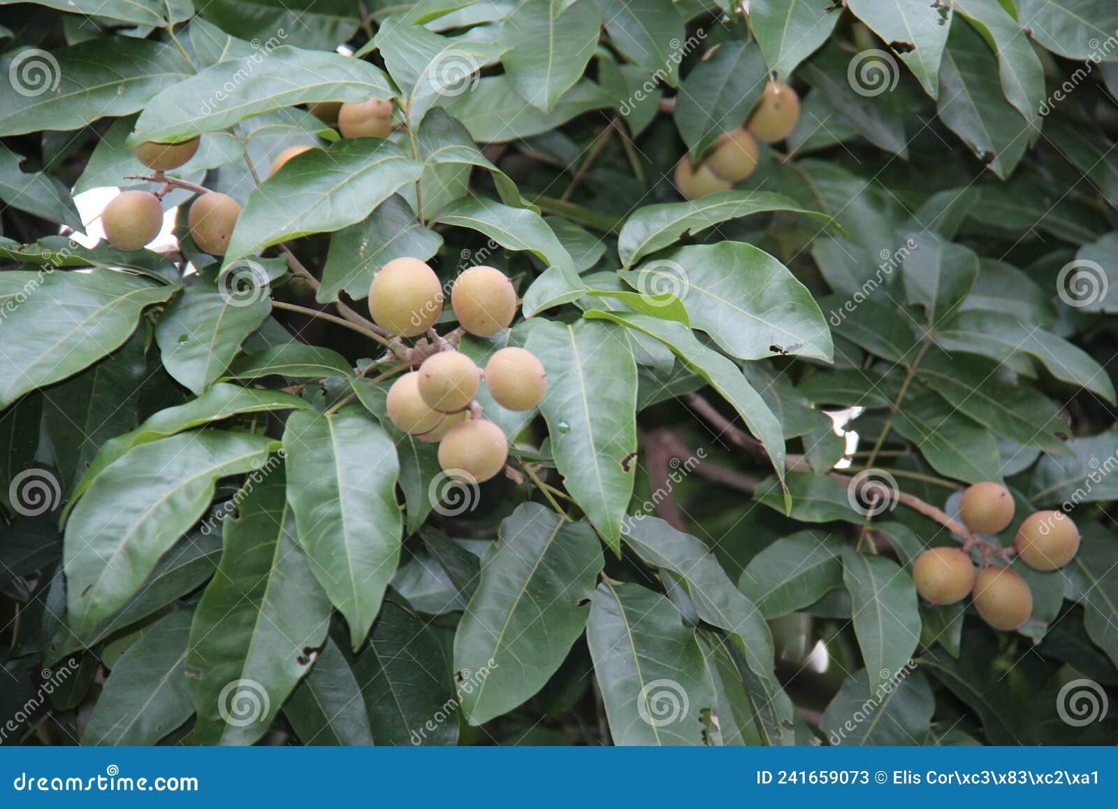 Pitomba stock image. Image of vegetarian, people, tropical - 241659073