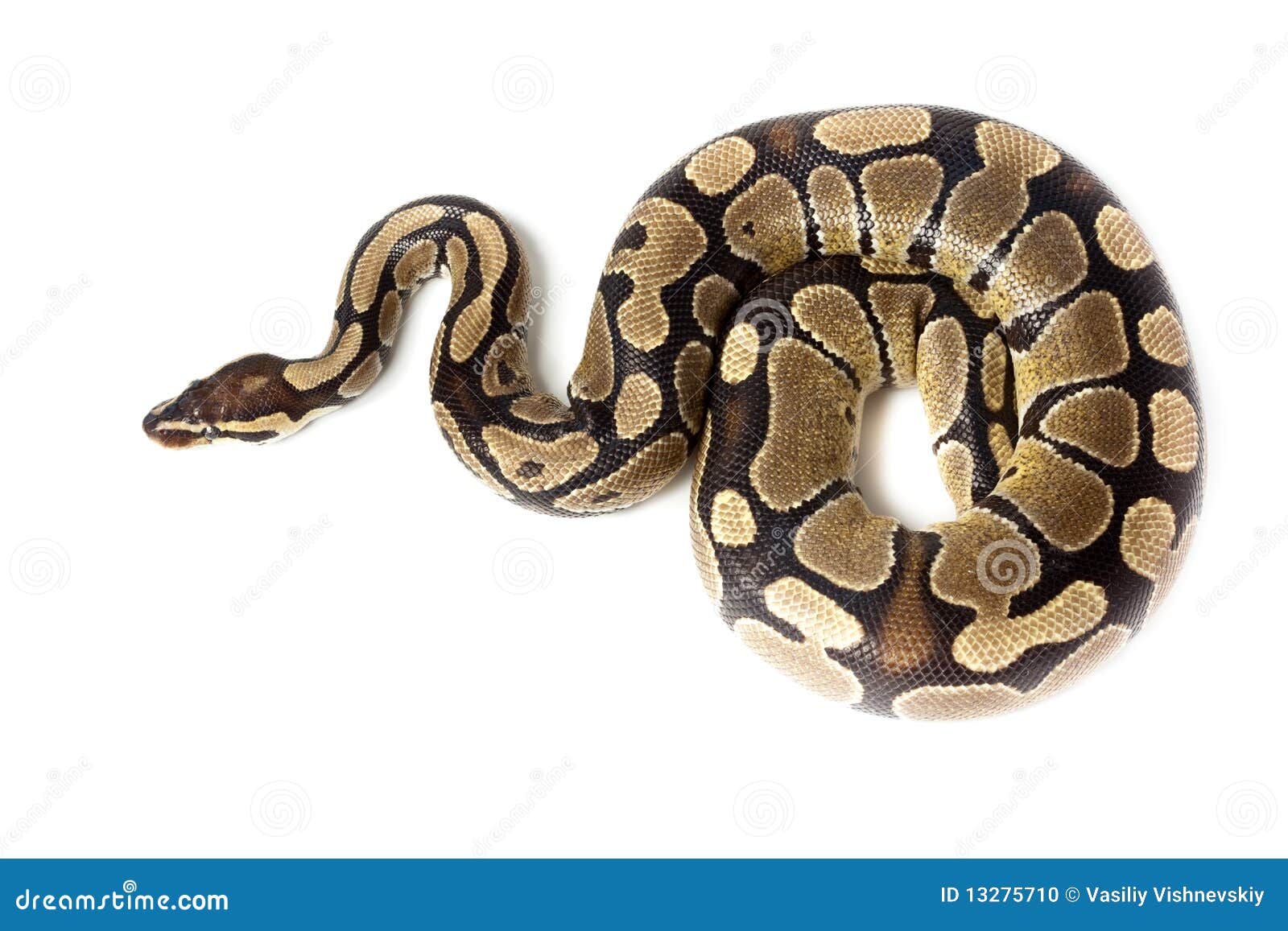 Pitone Della Sfera O Reale (regio) Fotografia Stock - Immagine di ...
