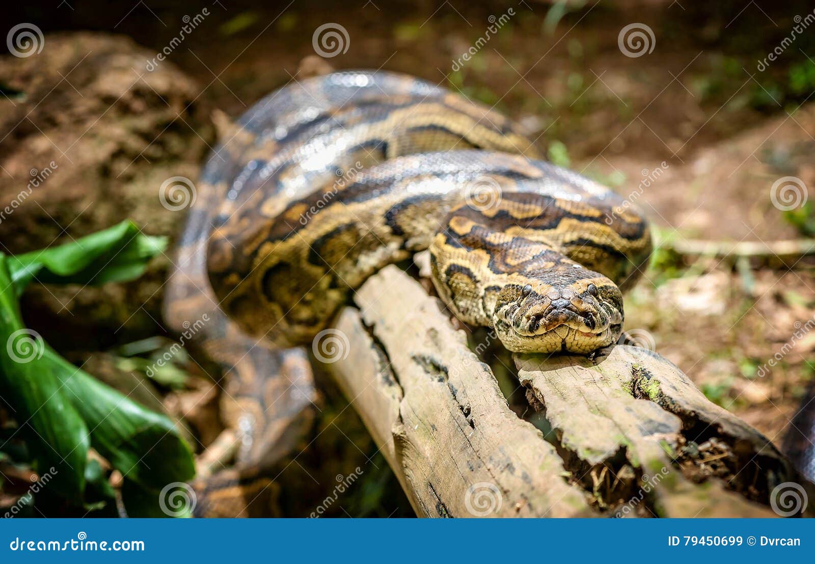 Pitone Di Roccia Africano Nell'Uganda Immagine Stock - Immagine di ...