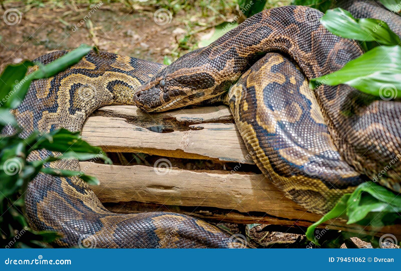 Pitone Di Roccia Africano Nell'Uganda Fotografia Stock - Immagine di ...