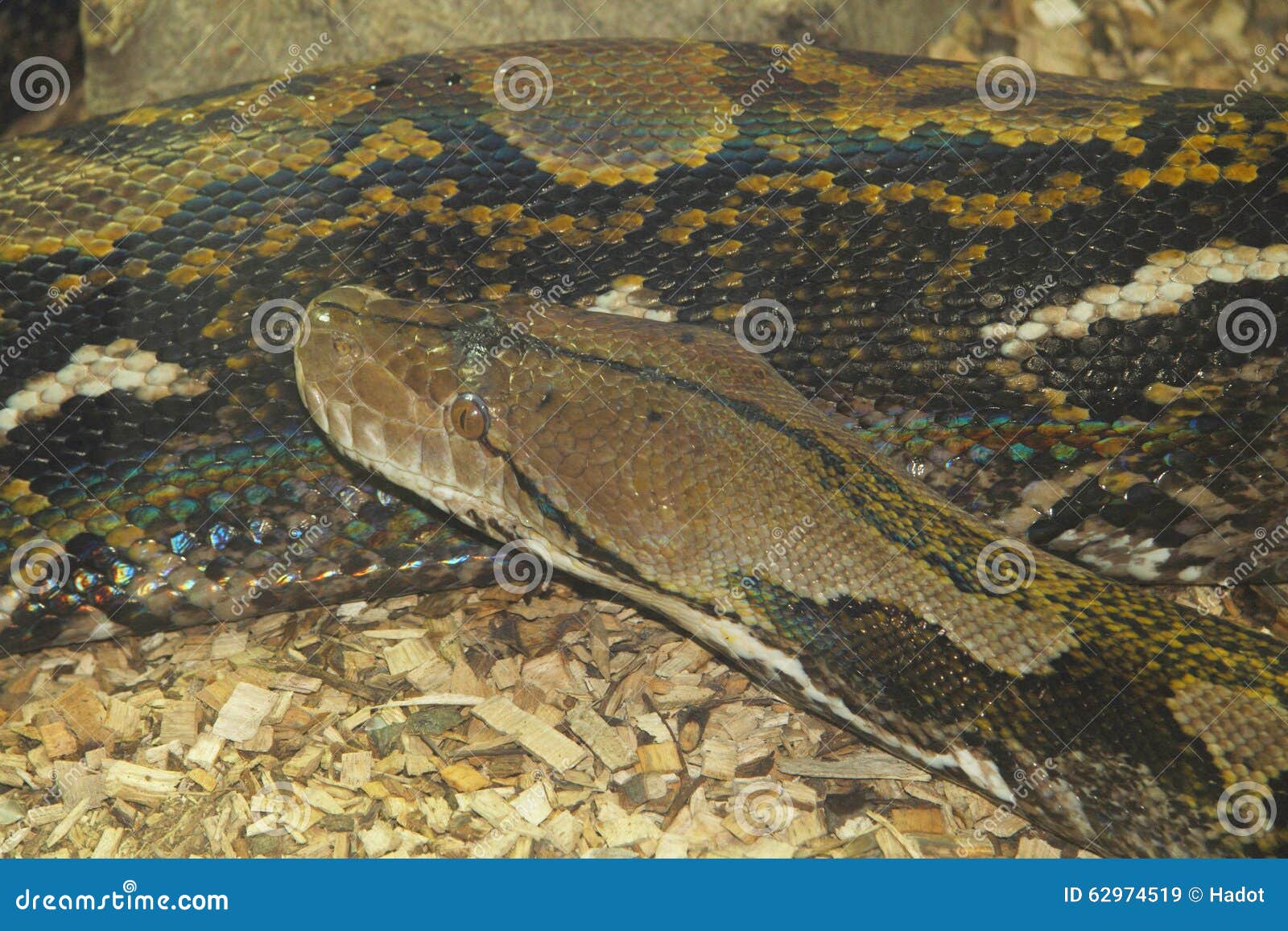 Pitone Di Roccia Indiano (bivittatus Di Molurus Del Pitone) Immagine ...