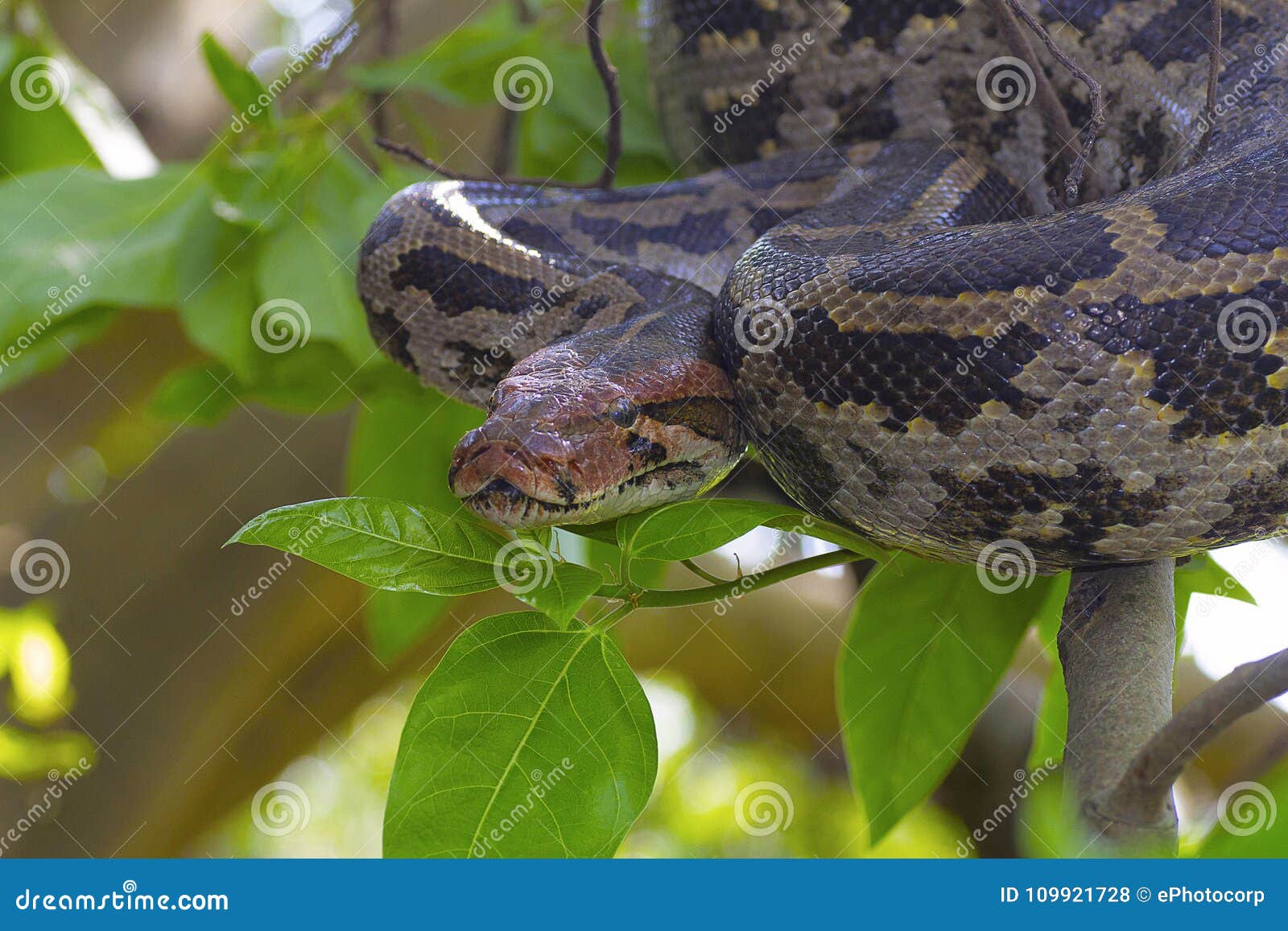 Pitone Di Roccia Indiano Sull'albero Fotografia Stock - Immagine di ...