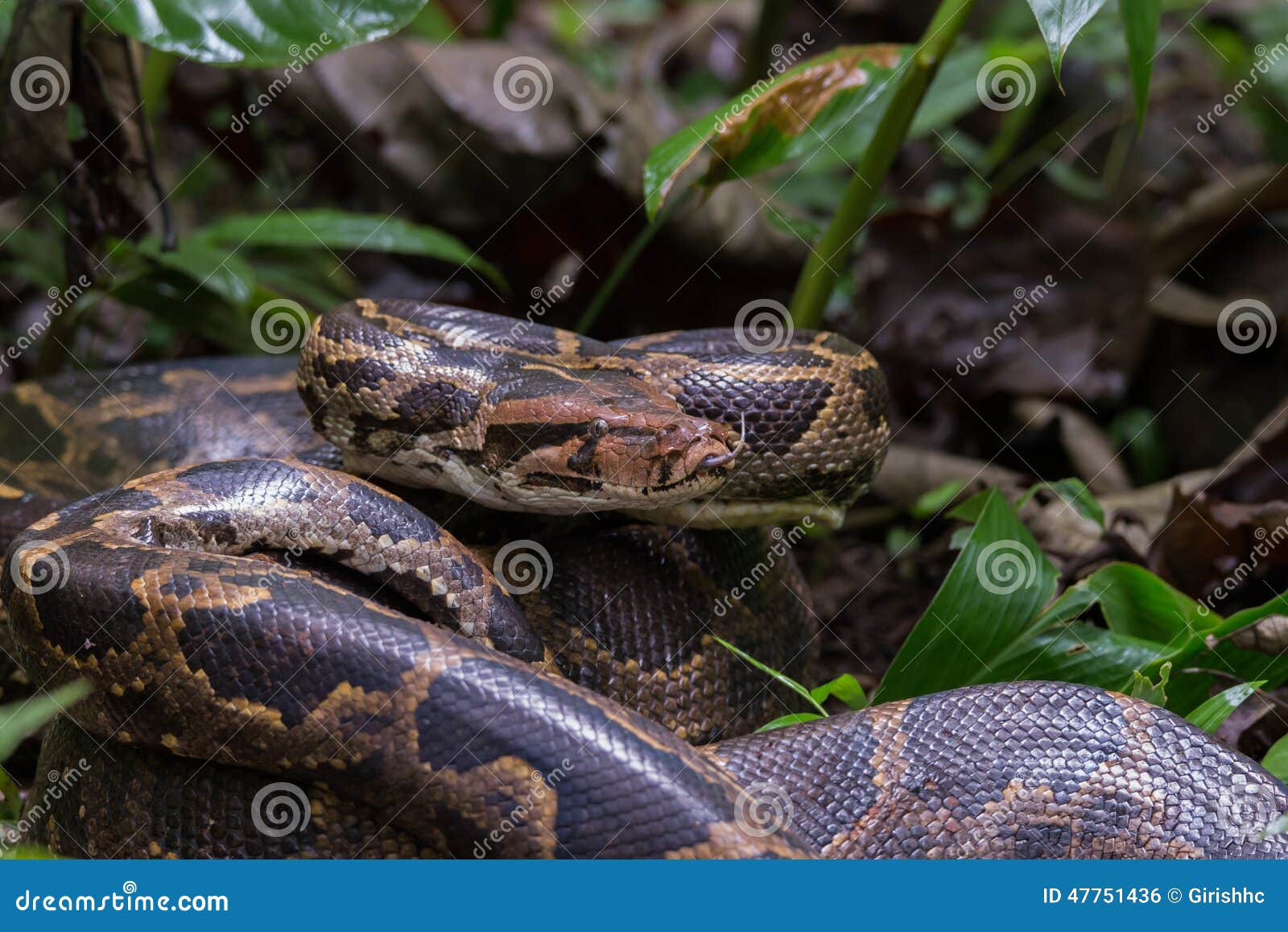 Pitone Indiano Della Roccia Fotografia Stock - Immagine di foresta, naturalizzato: 47751436