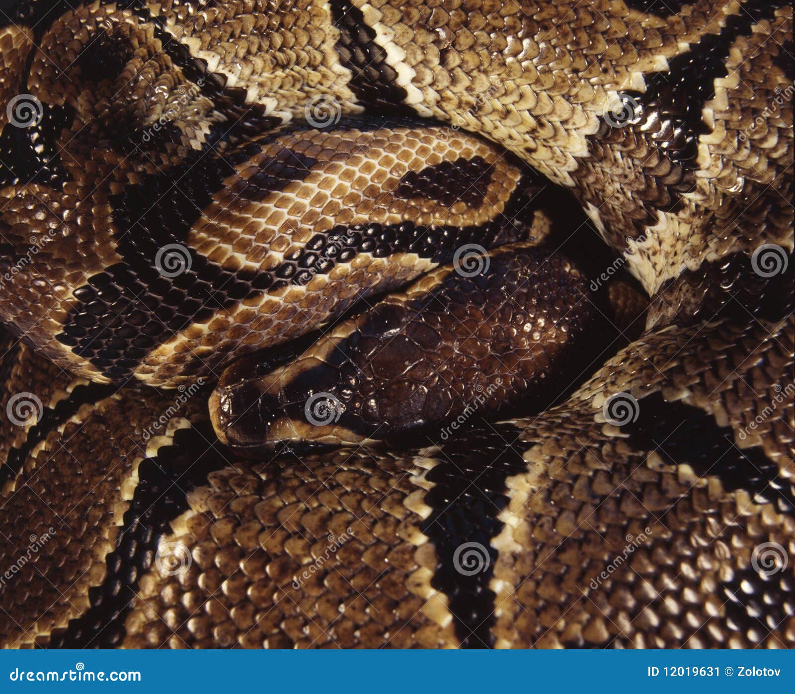 Pitone reale immagine stock. Immagine di timore, rettile - 12019631