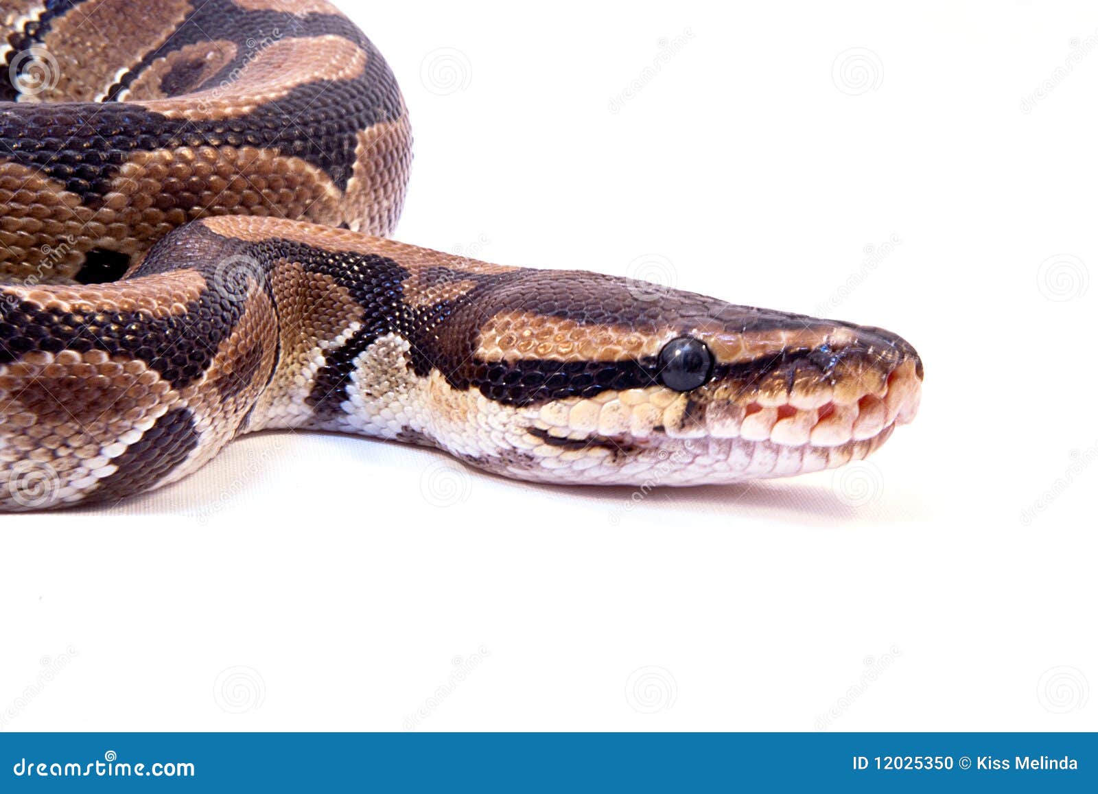 Pitone reale fotografia stock. Immagine di nave, solitudine - 12025350