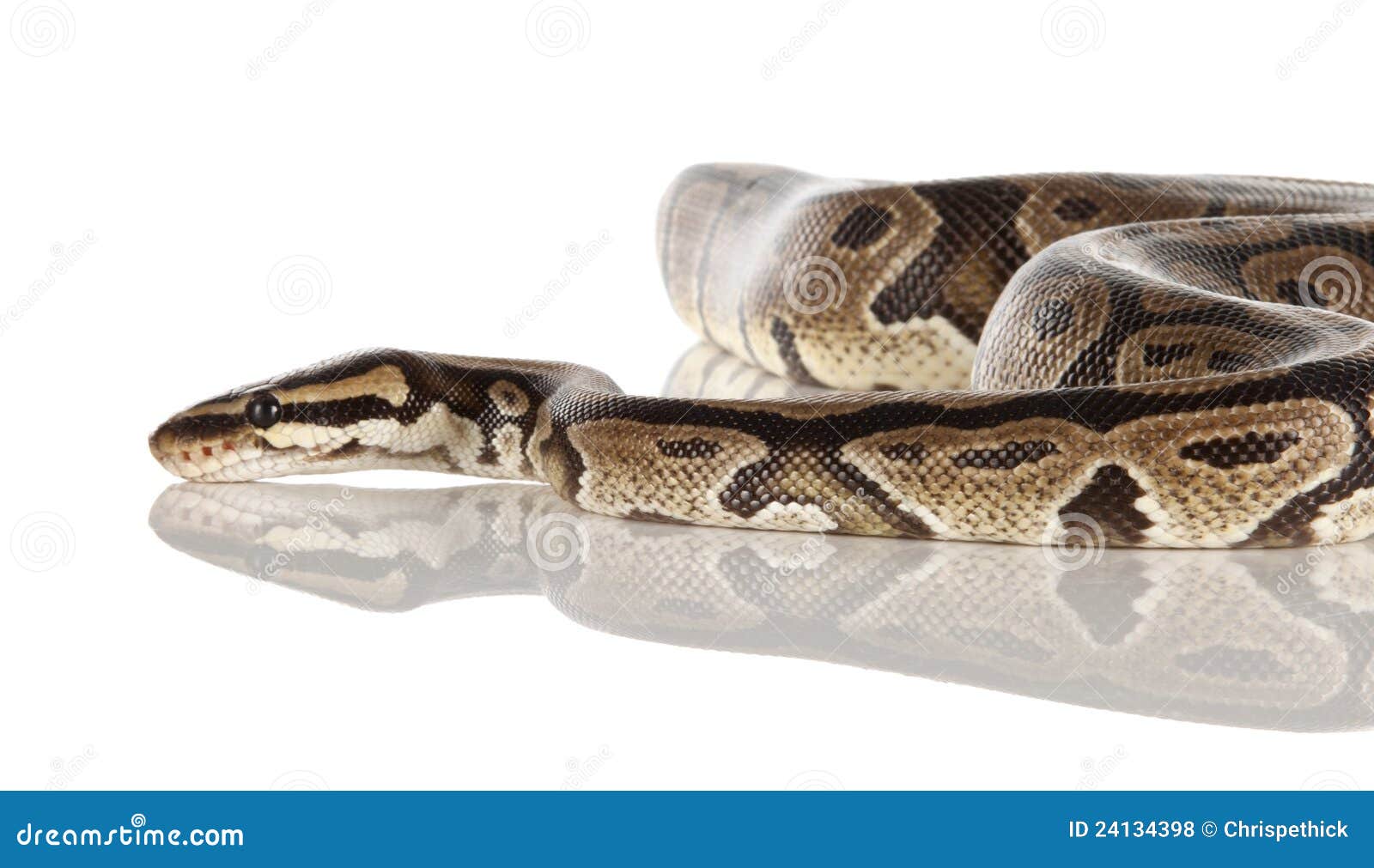 Pitone reale fotografia stock. Immagine di lucido, serpente - 24134398