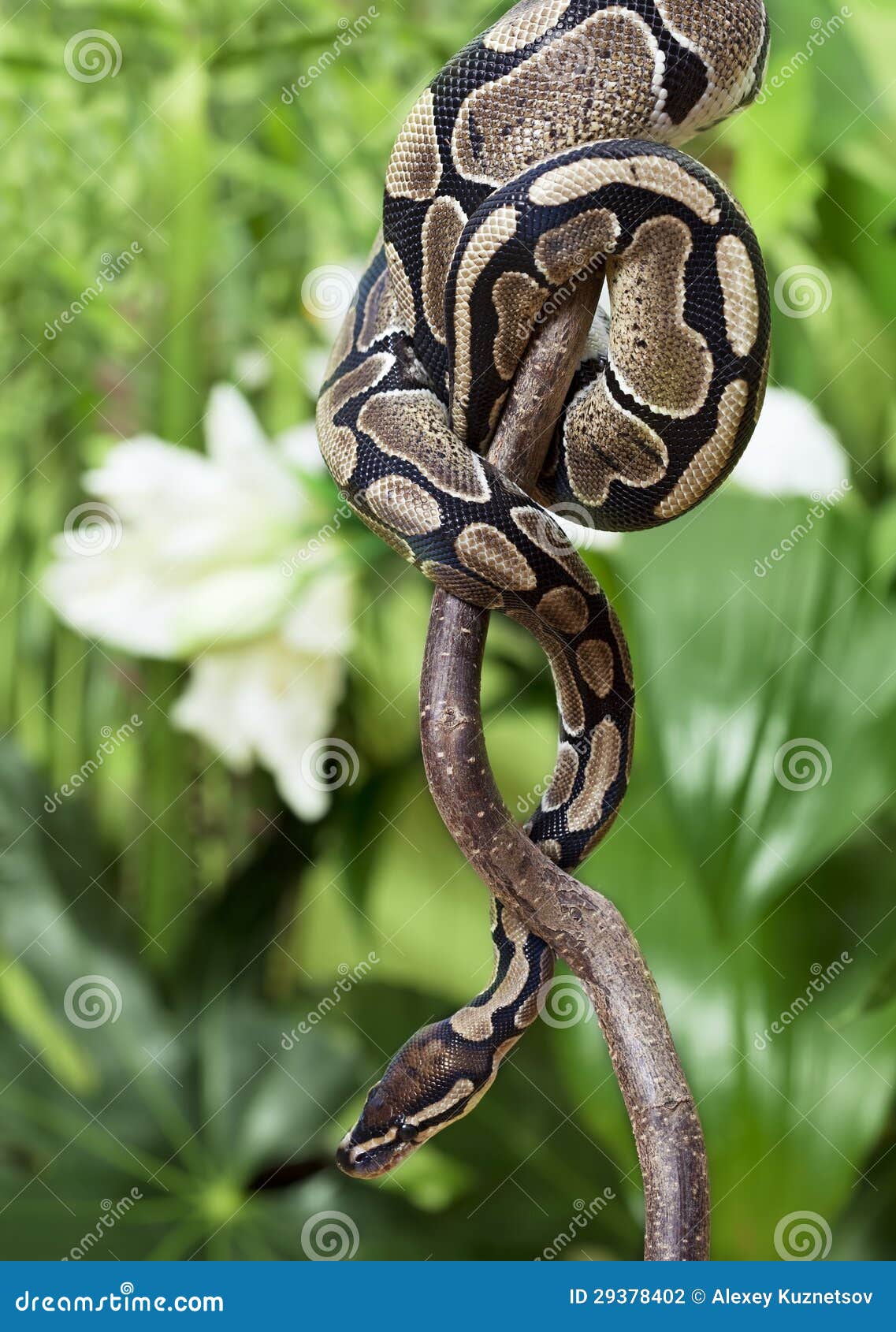 Pitone Reale Che Striscia Sulla Filiale Fotografia Stock - Immagine di ...