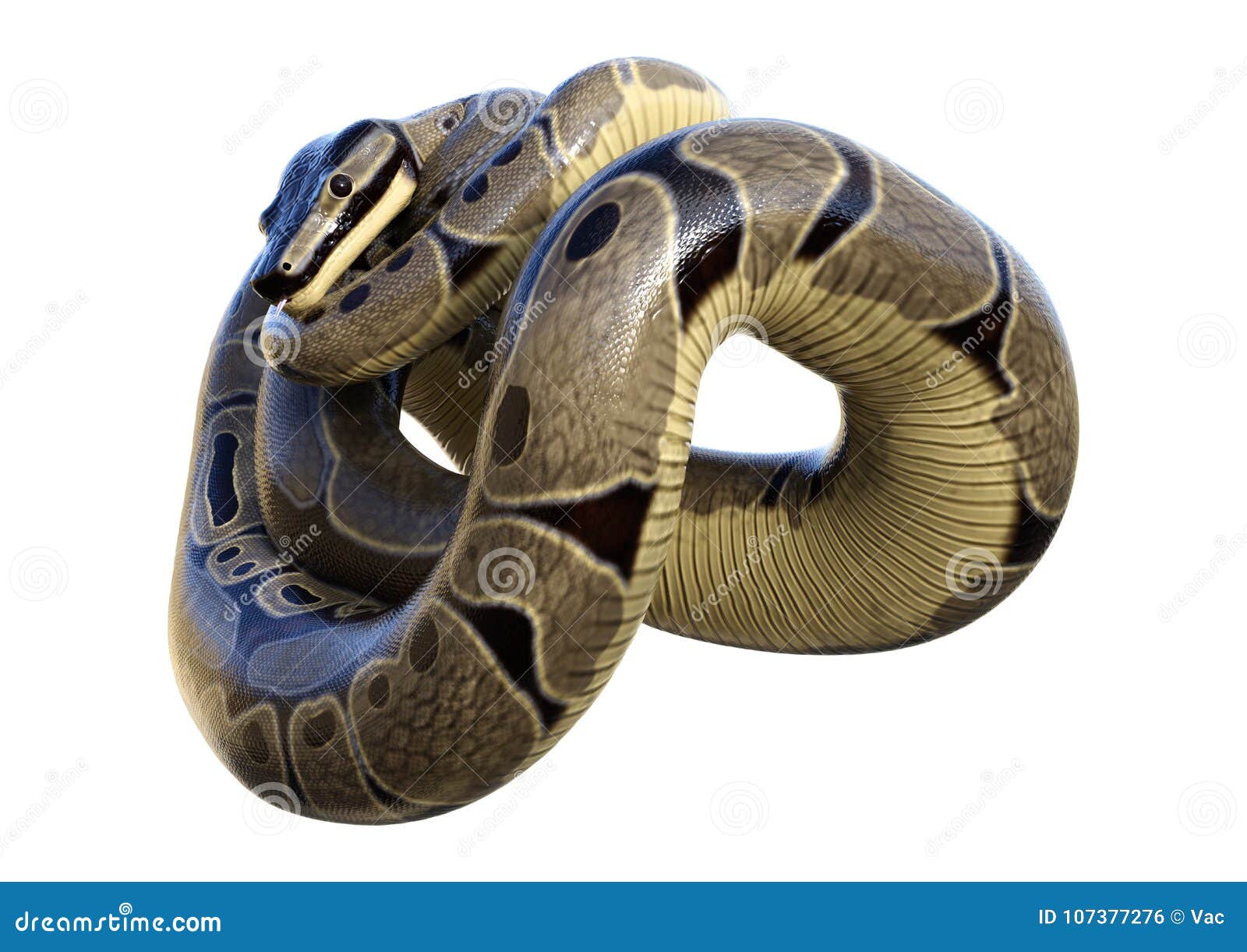 Pitone Reale Della Rappresentazione 3D Su Bianco Fotografia Stock ...