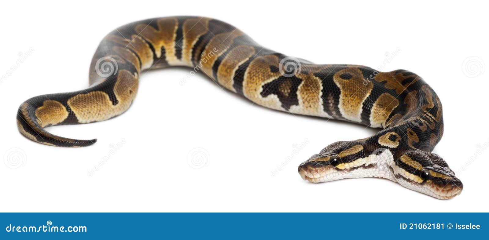 Pitone Reale a Due Punte O Pitone Della Sfera Immagine Stock - Immagine ...