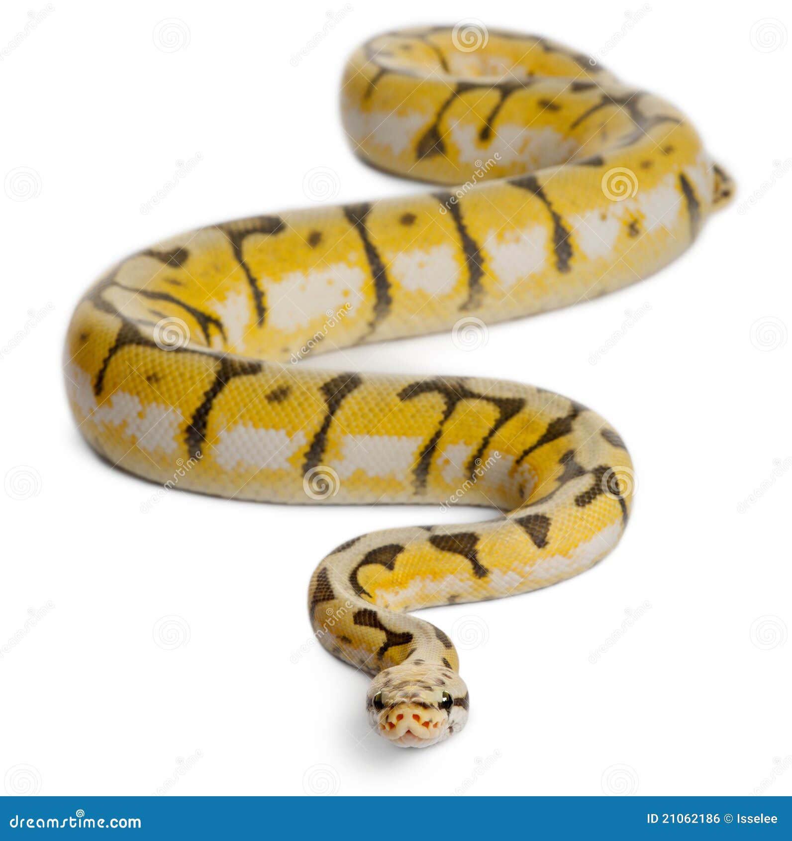 Pitone Reale Femminile Di Killerbee, Pitone Della Sfera Fotografia ...