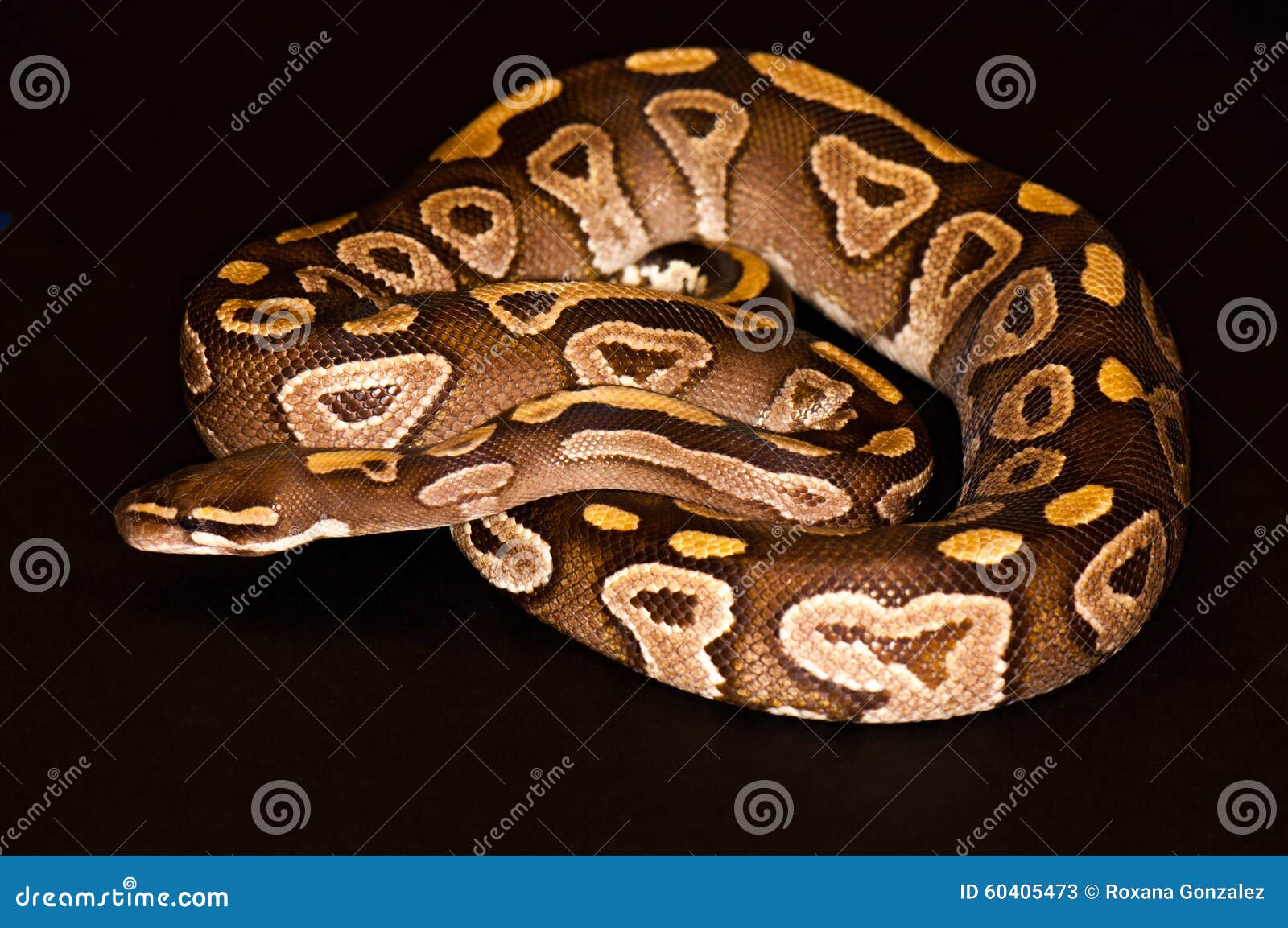 Pitone reale isolato immagine stock. Immagine di pericolo - 60405473