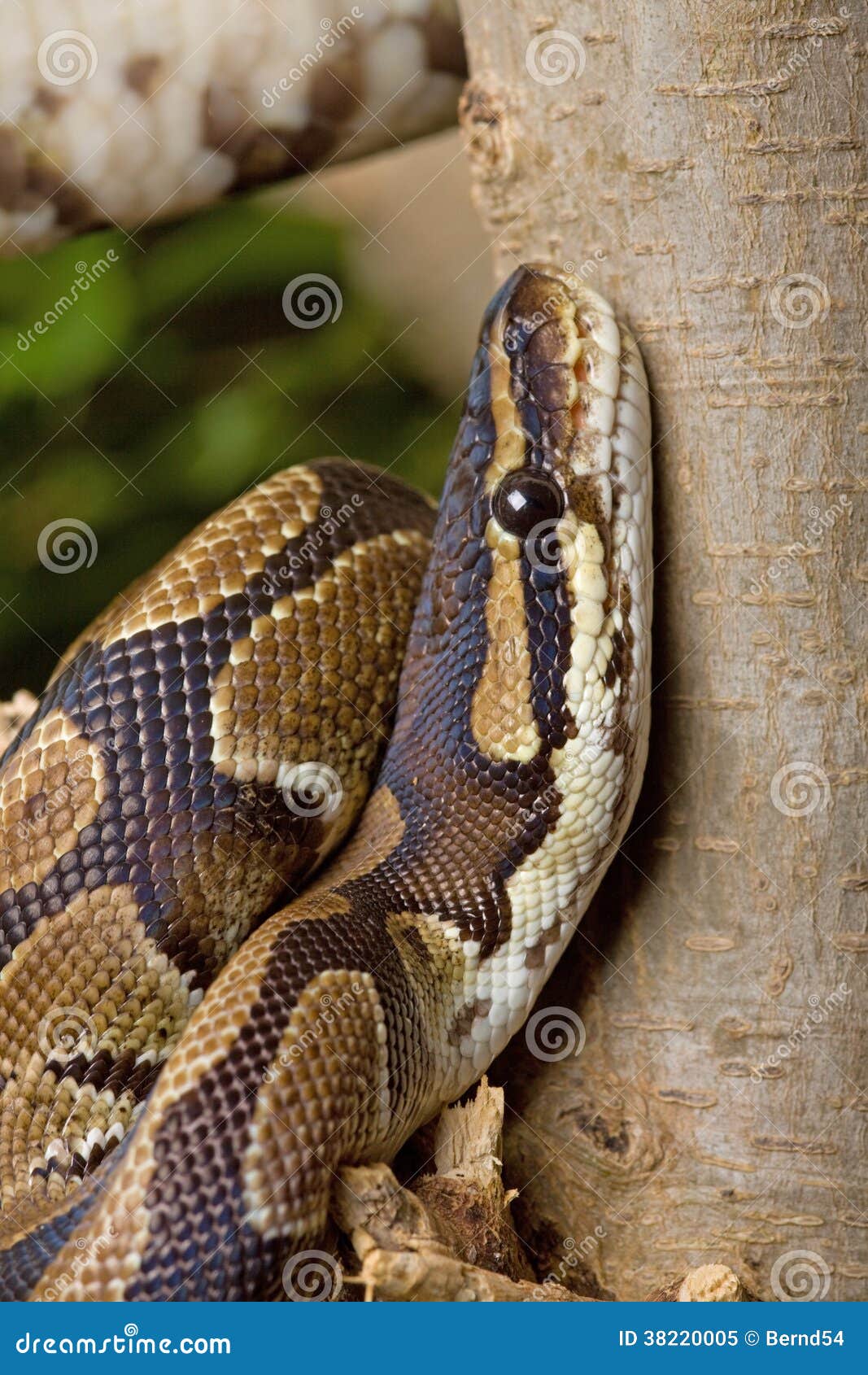 Pitone reale su immagine stock. Immagine di pitone, occhi - 38220005