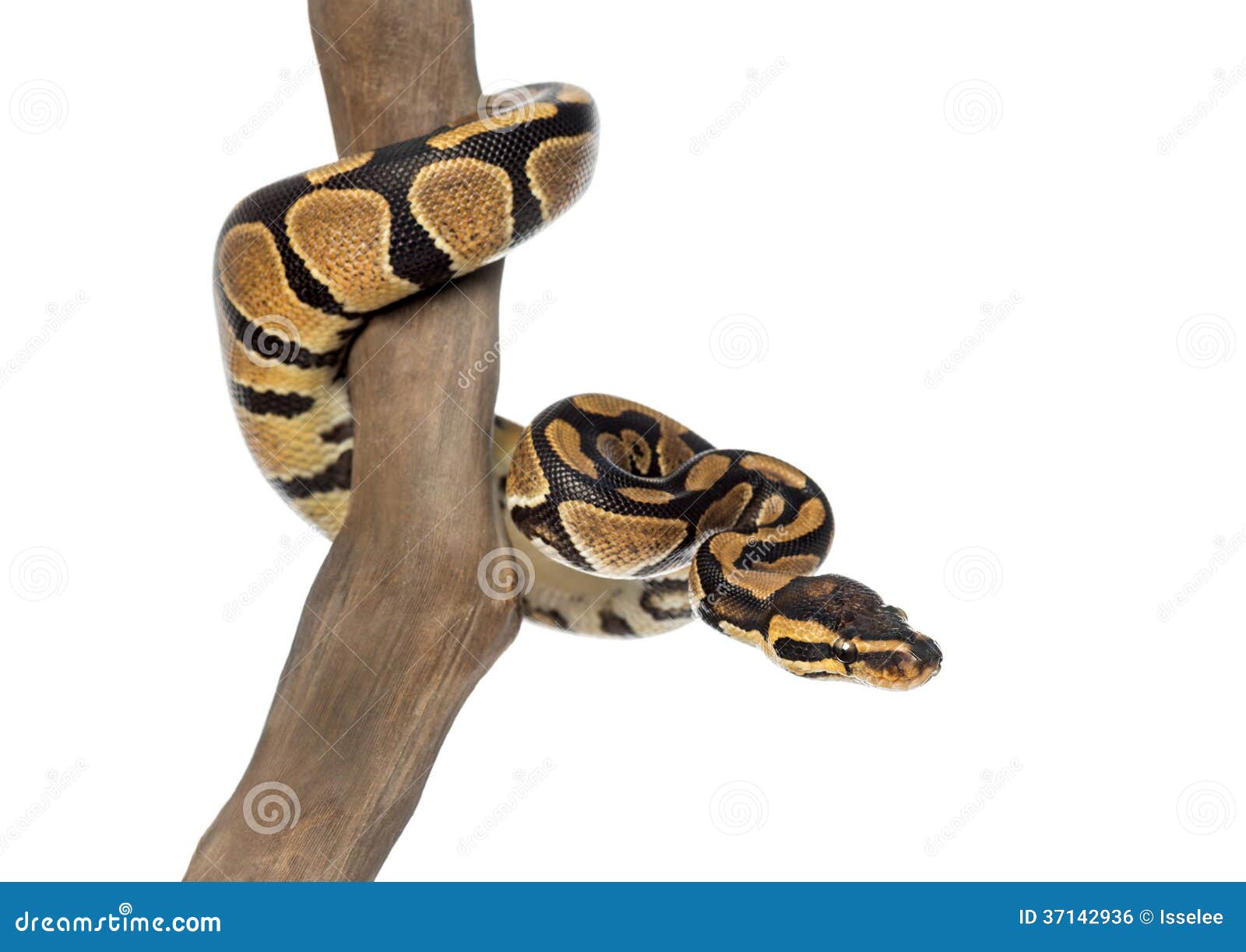 Pitone Reale Su Un Ramo, Pitone Regio, Isolato Fotografia Stock ...