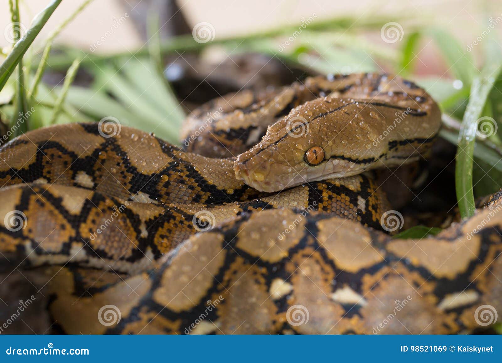 Pitone Reticolare, Serpente Del Boa Constrictor Sul Ramo Di Albero ...