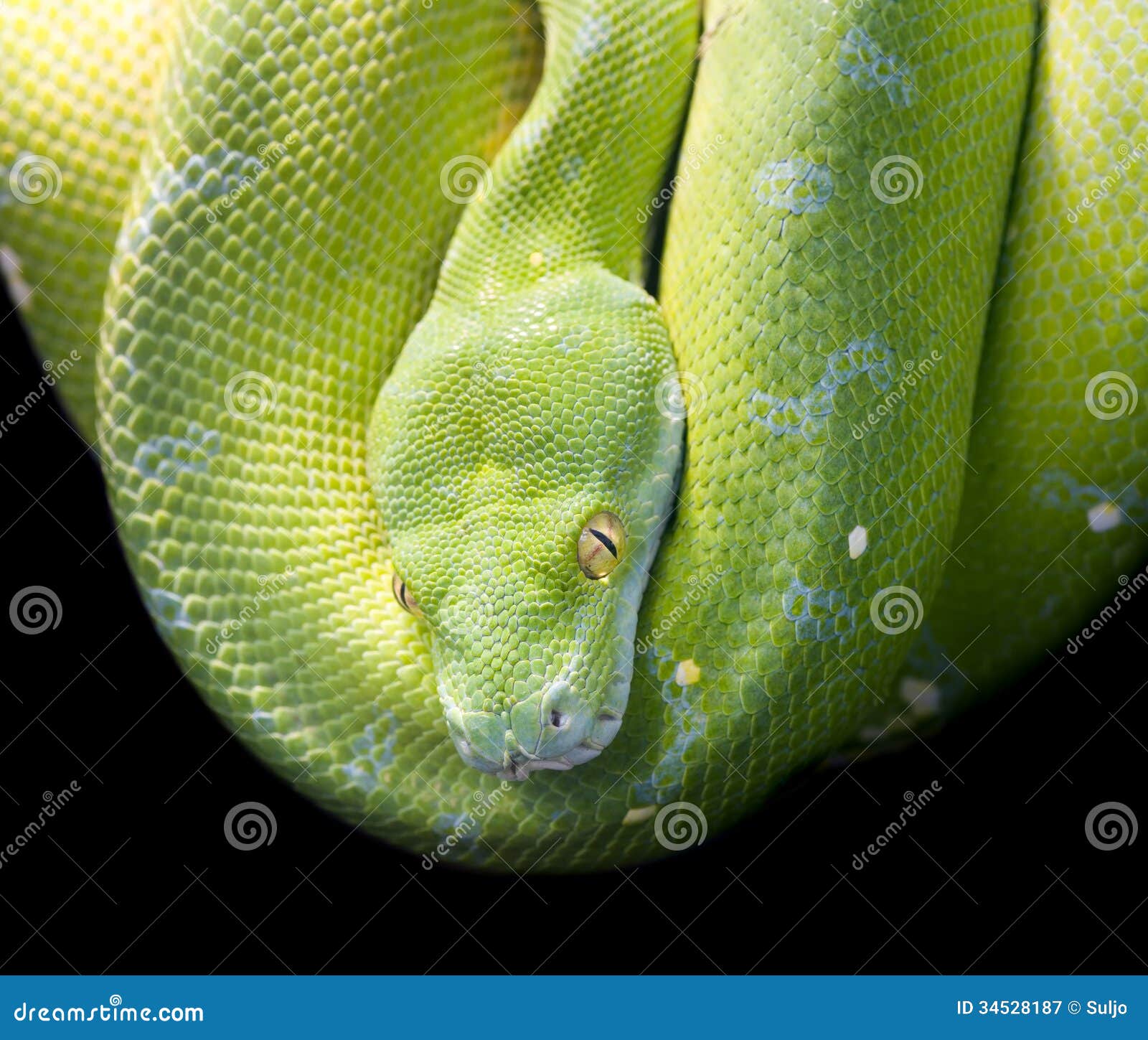 Pitone verde dell'albero immagine stock. Immagine di testa - 34528187