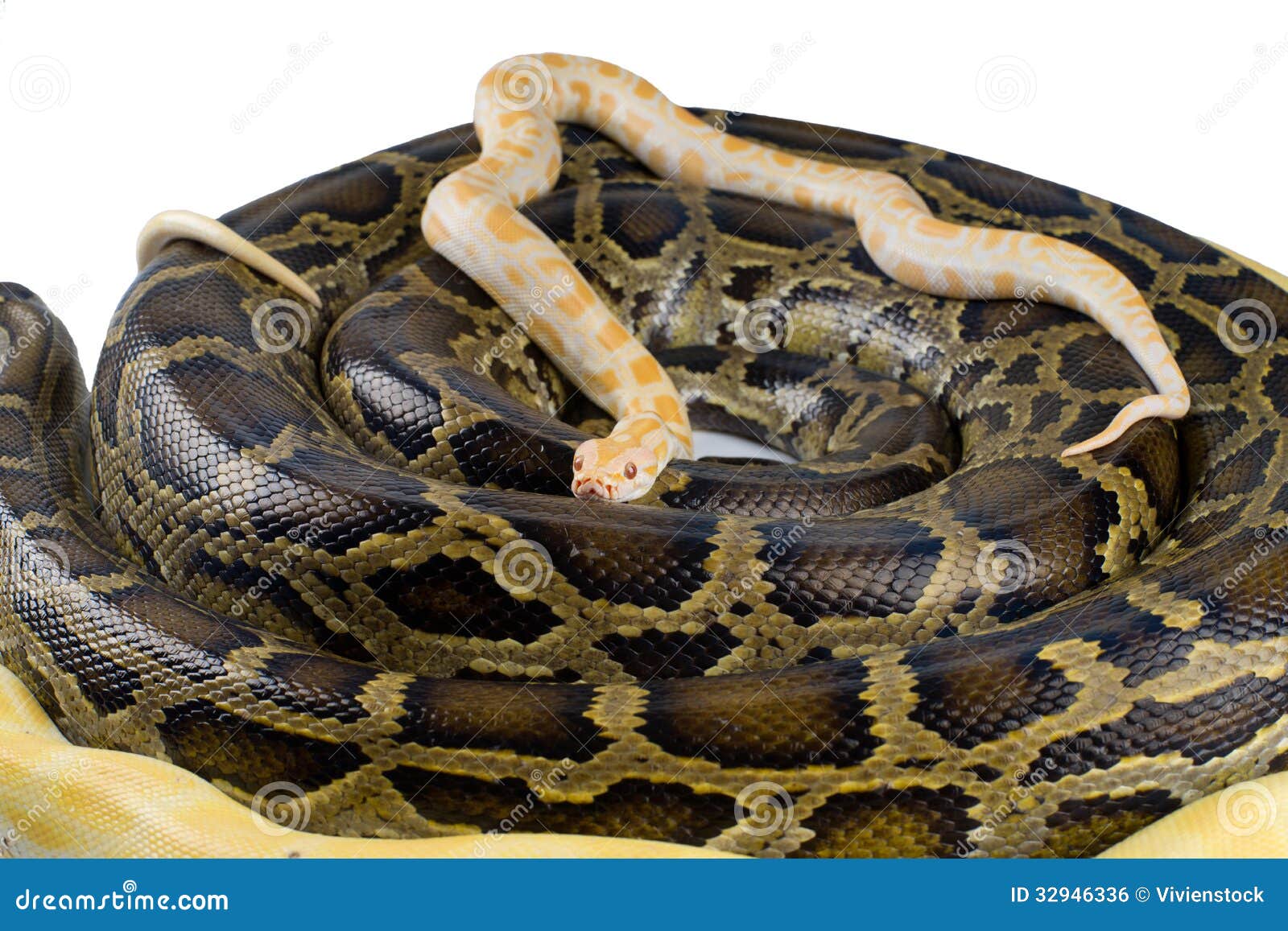 Pitoni reali fotografia stock. Immagine di vertebrato - 32946336