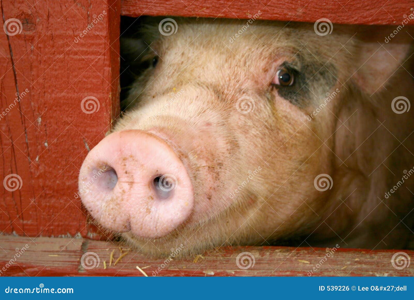 Pitoyable photo stock. Image du truie, ordures, verrat - 539226