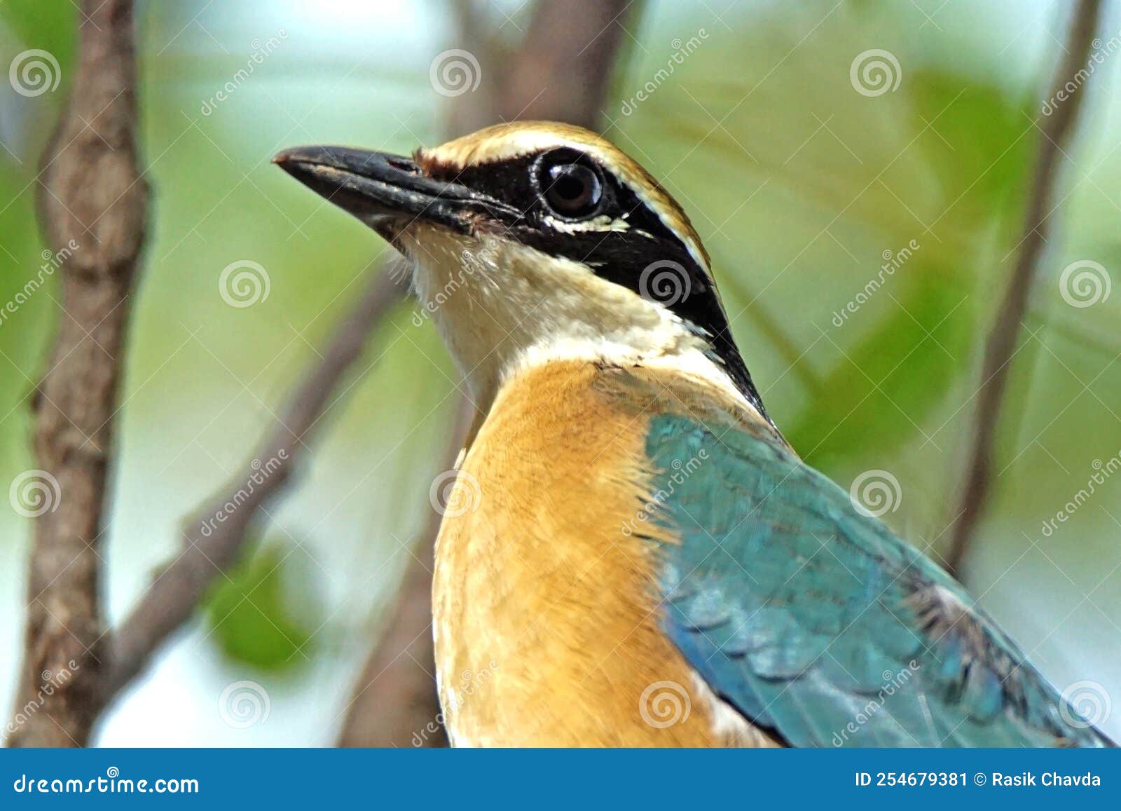 Pitta in Nesting Session at Gujarat Stock Image - Image of nesting ...