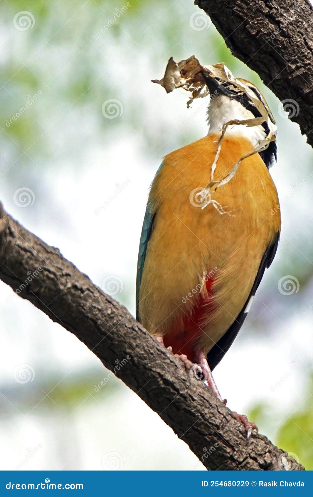 Pitta in Nesting Session at Gujarat Stock Image - Image of twig ...