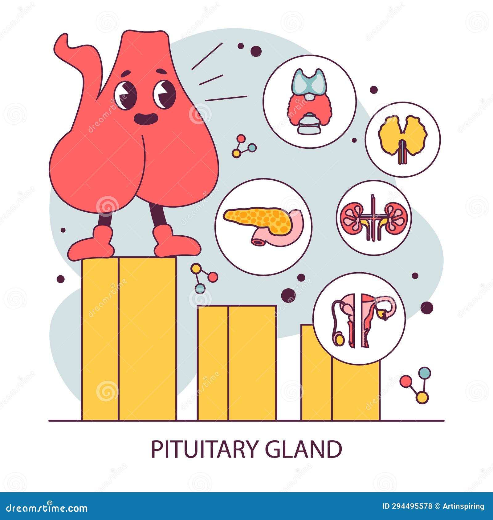 Pituitary Gland Anatomy. Human Endocrine System, Brain And Hypothalamus ...