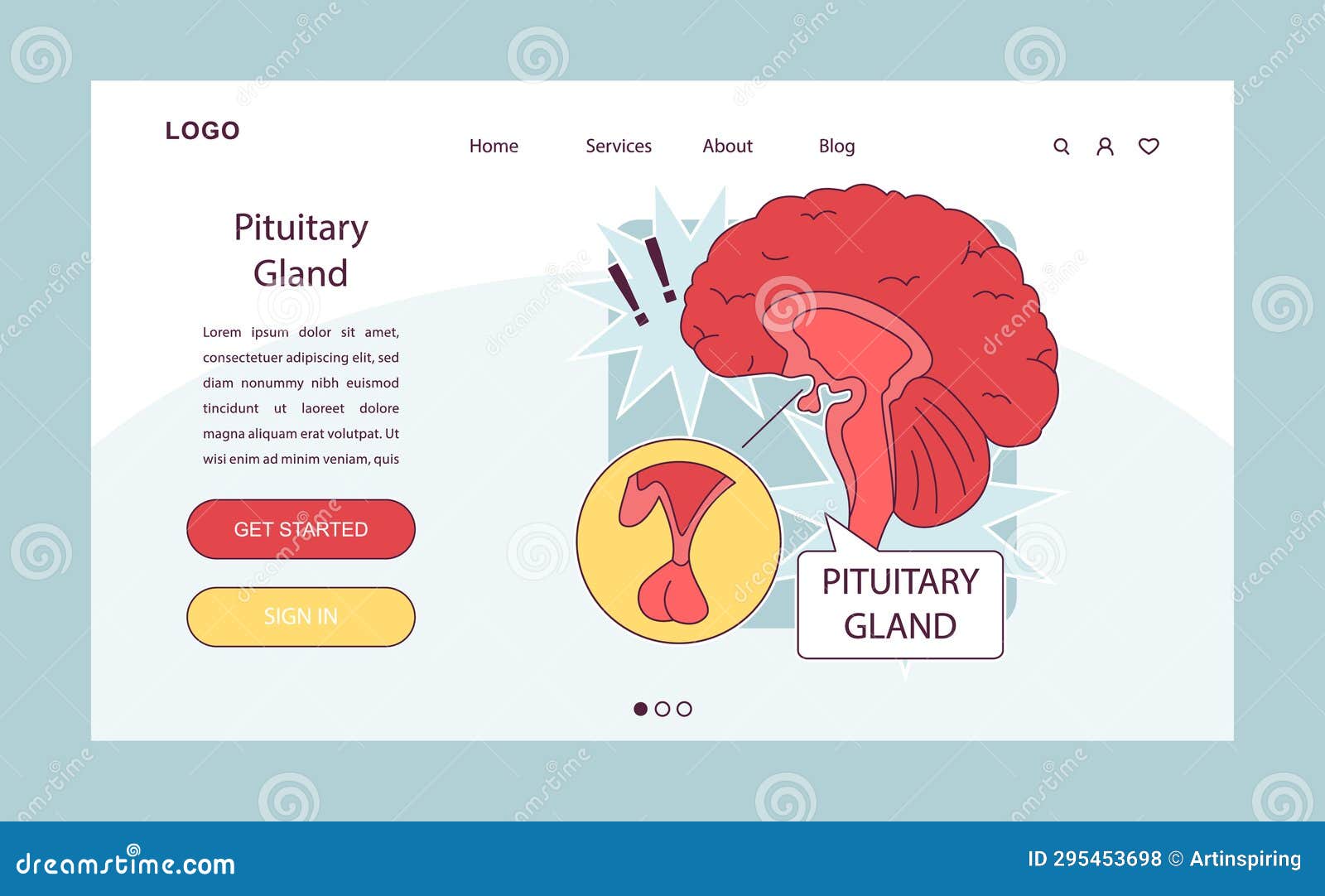 Pituitary Gland Anatomy. Human Endocrine System, Brain And Hypothalamus ...