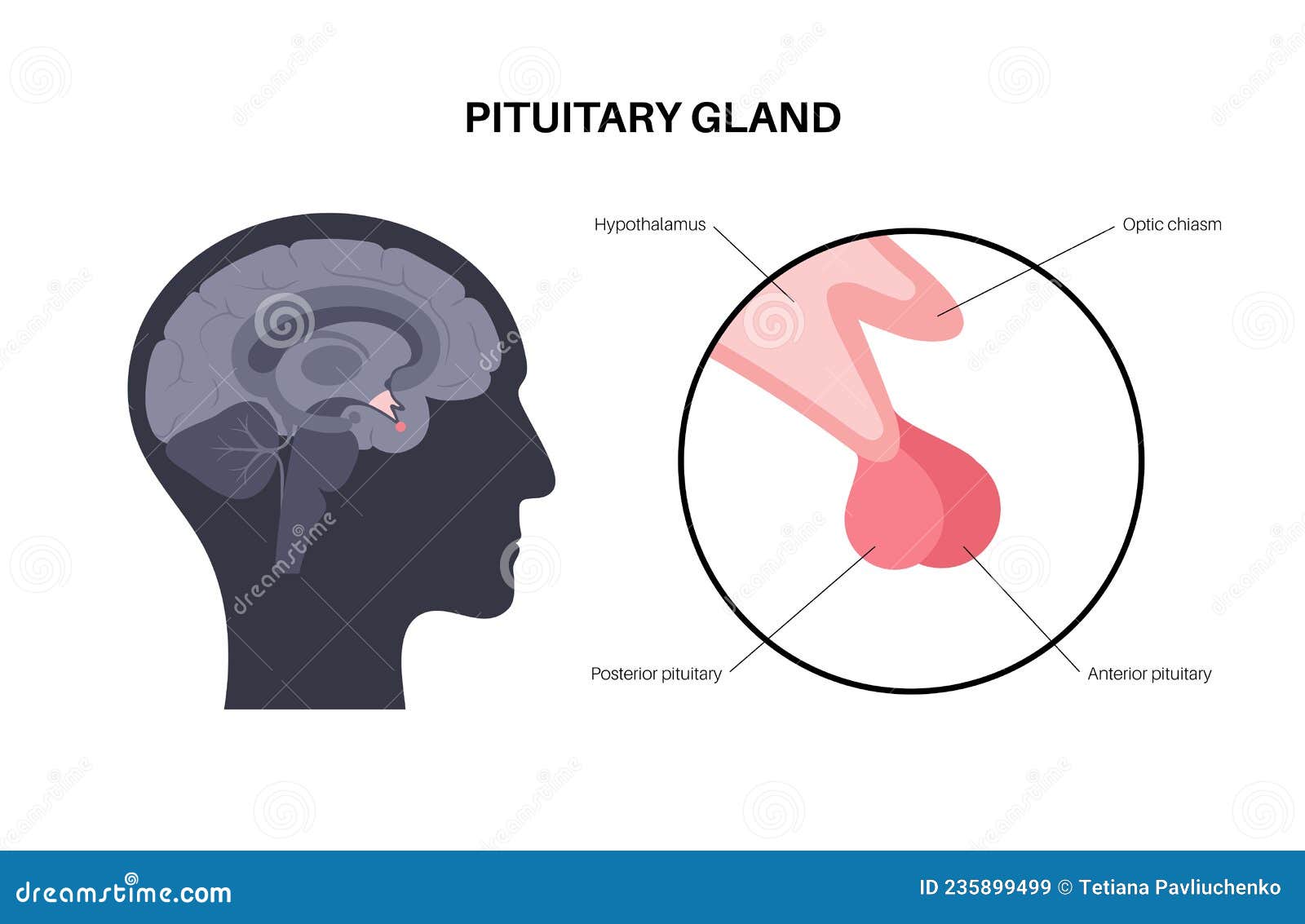 Pituitary Gland Anatomy Cartoon Vector 235899499
