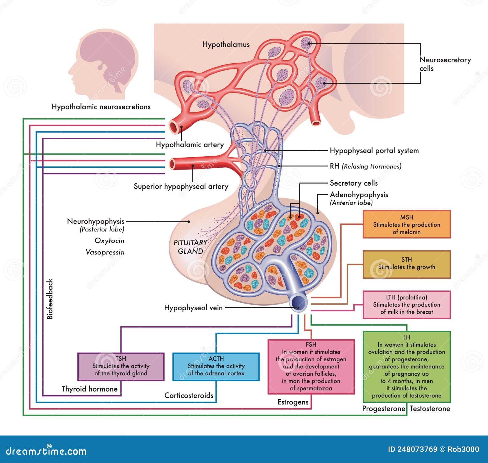 Diagram Of Pituitary And Pineal Glands In The Human Brain Vector ... Diagram Of Pituitary And Pineal Glands In The Human Brain Vector ...