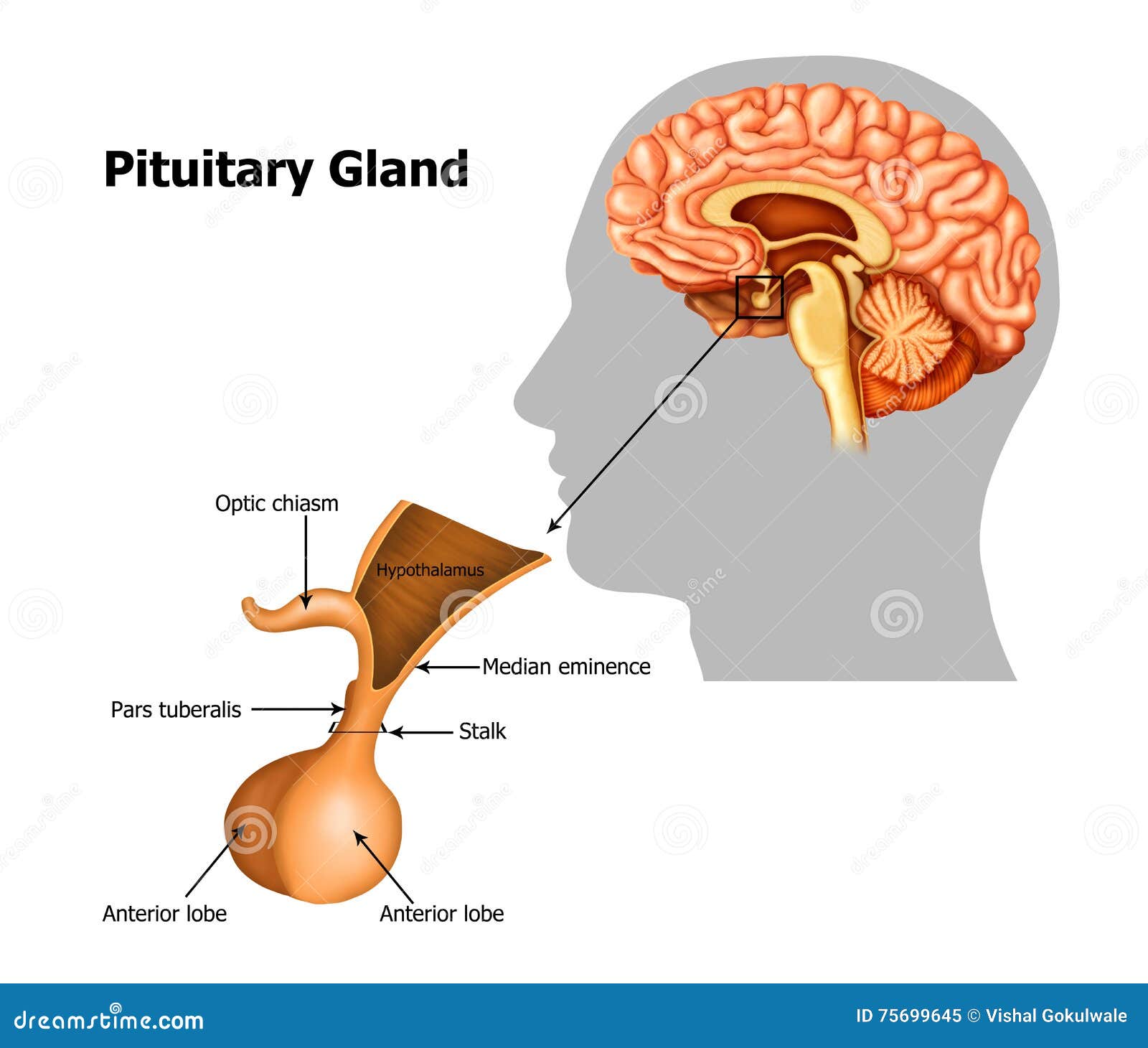 Pituitary-gland stock illustration. Illustration of activity - 75699645