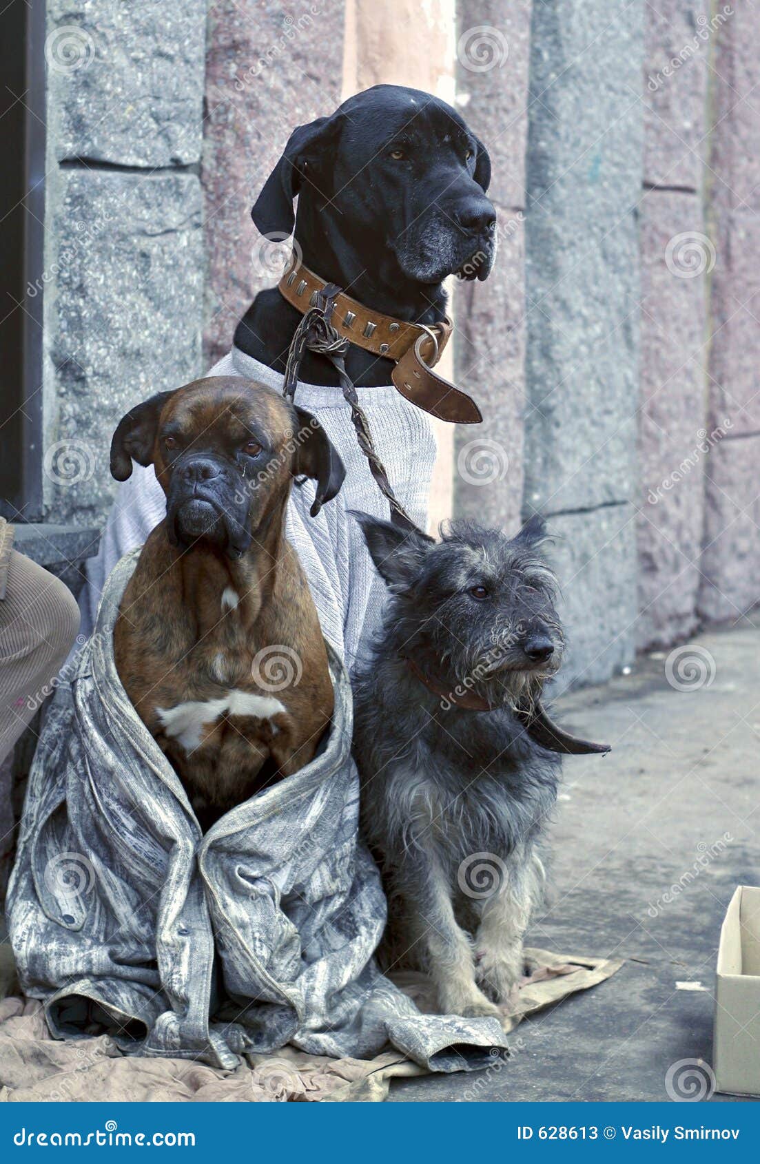 Pity for all tastes stock image. Image of meal, dogs, coldly - 628613