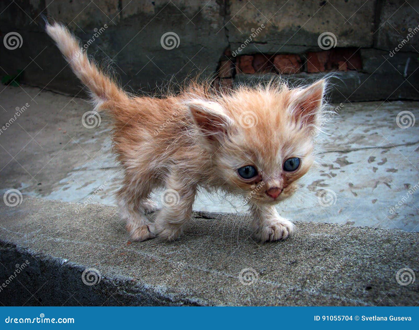 A pity kitty stock photo. Image of baby, thin, small - 91055704