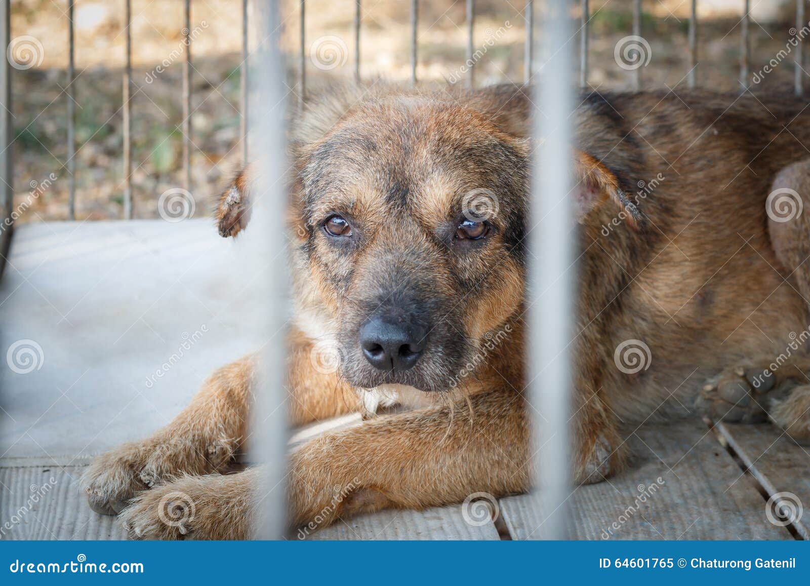 Pity old dog stock image. Image of portrait, crate, nature - 64601765