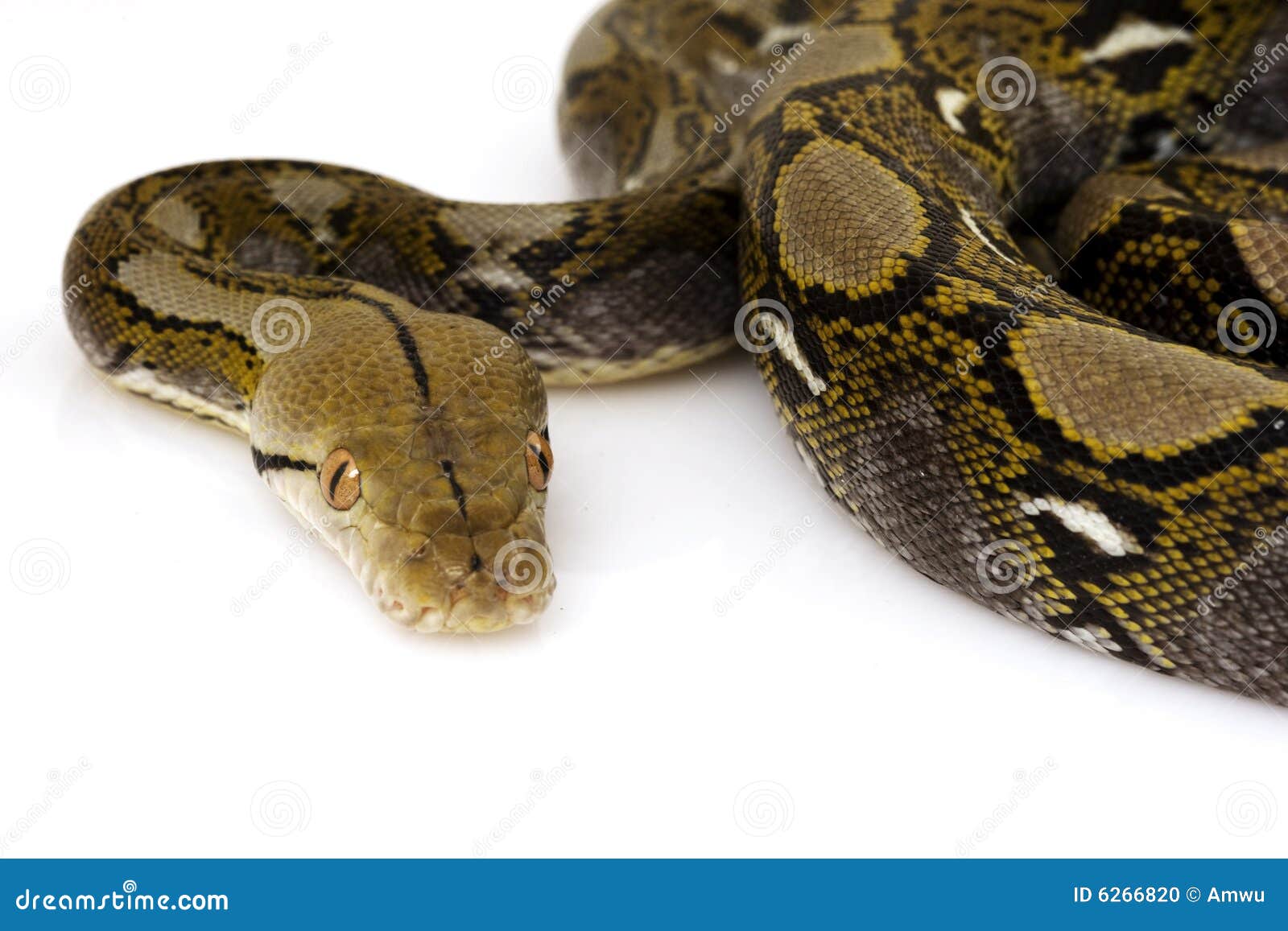Pitón reticulado foto de archivo. Imagen de arrastre, curva - 6266820