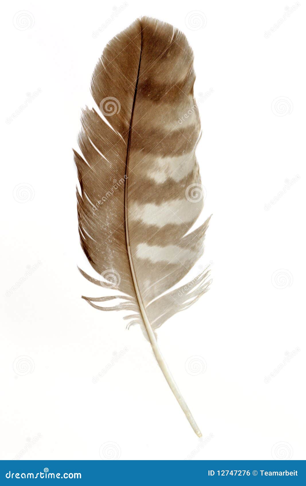 Piuma fotografia stock. Immagine di isolato, rapace, piumaggio - 12747276