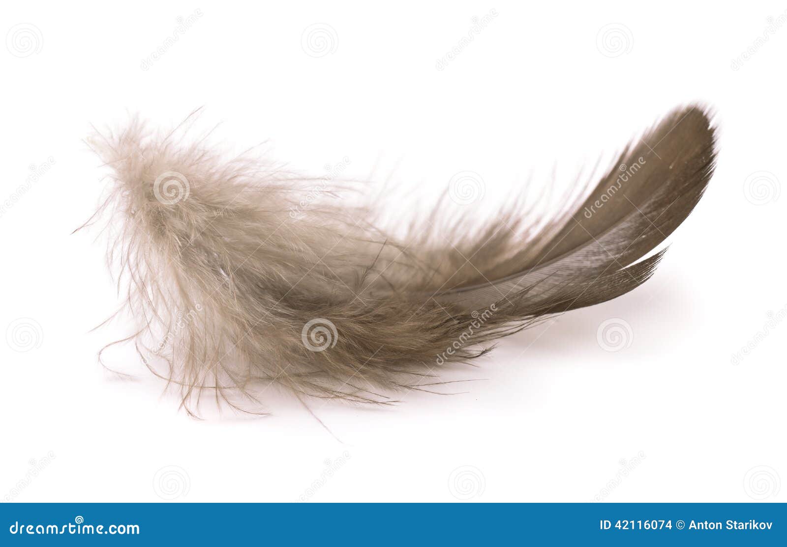 Piuma fotografia stock. Immagine di letteratura, sbavatura - 42116074